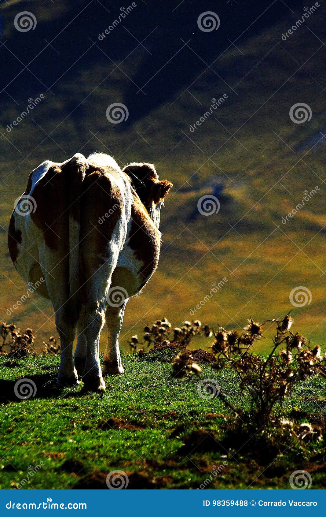 Cow stock photo. Image of outdoors, pasture, relaxed - 98359488