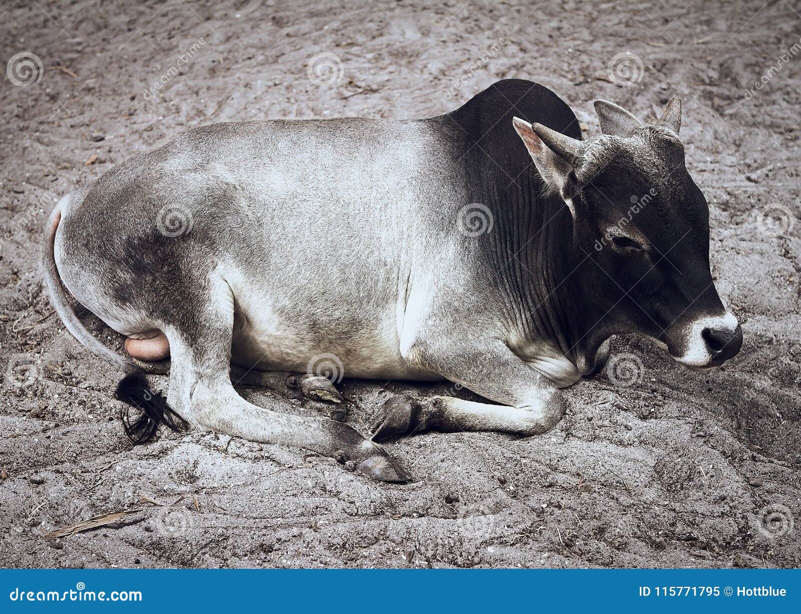 Relaxed Cow stock image. Image of white, calf, rural - 115771795
