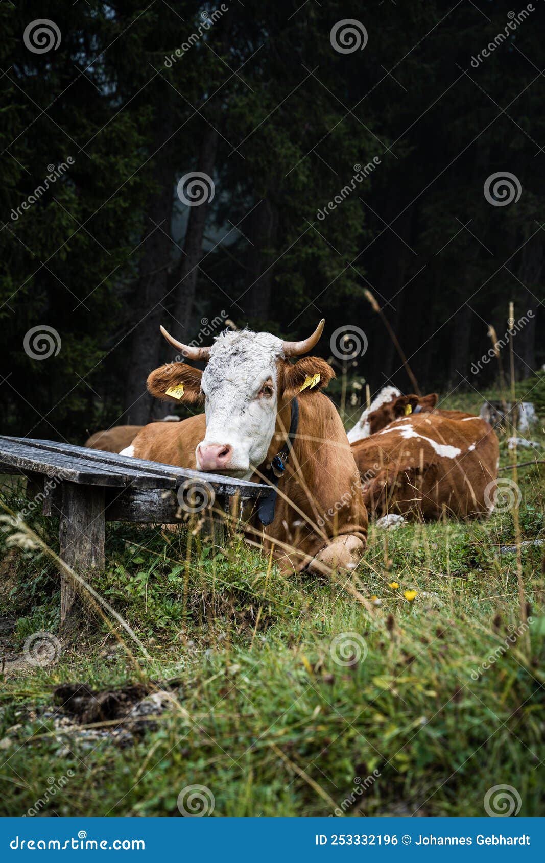 Relaxed Cow in the Woods in Front of a Wooden Bench Stock Photo - Image ...