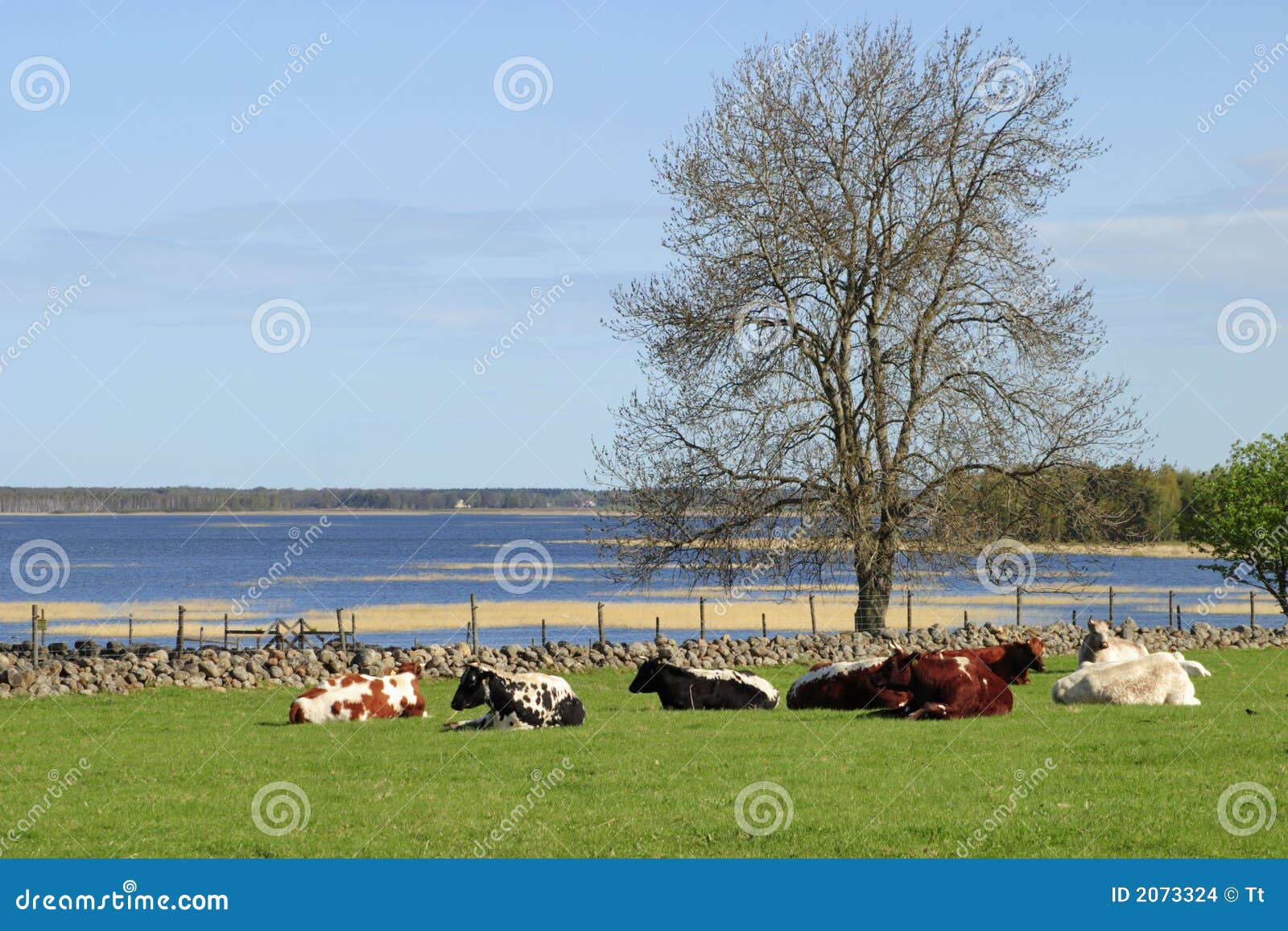 Relaxed cows stock photo. Image of culture, animal, horizon - 2073324