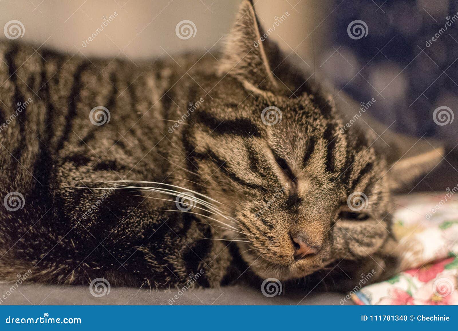 Relaxed Cute and Striped Cat Shortly after Waking Up Stock Photo ...