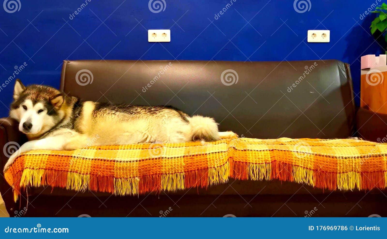 A relaxed dog on a sofa stock photo. Image of lazy, dogs - 176969786