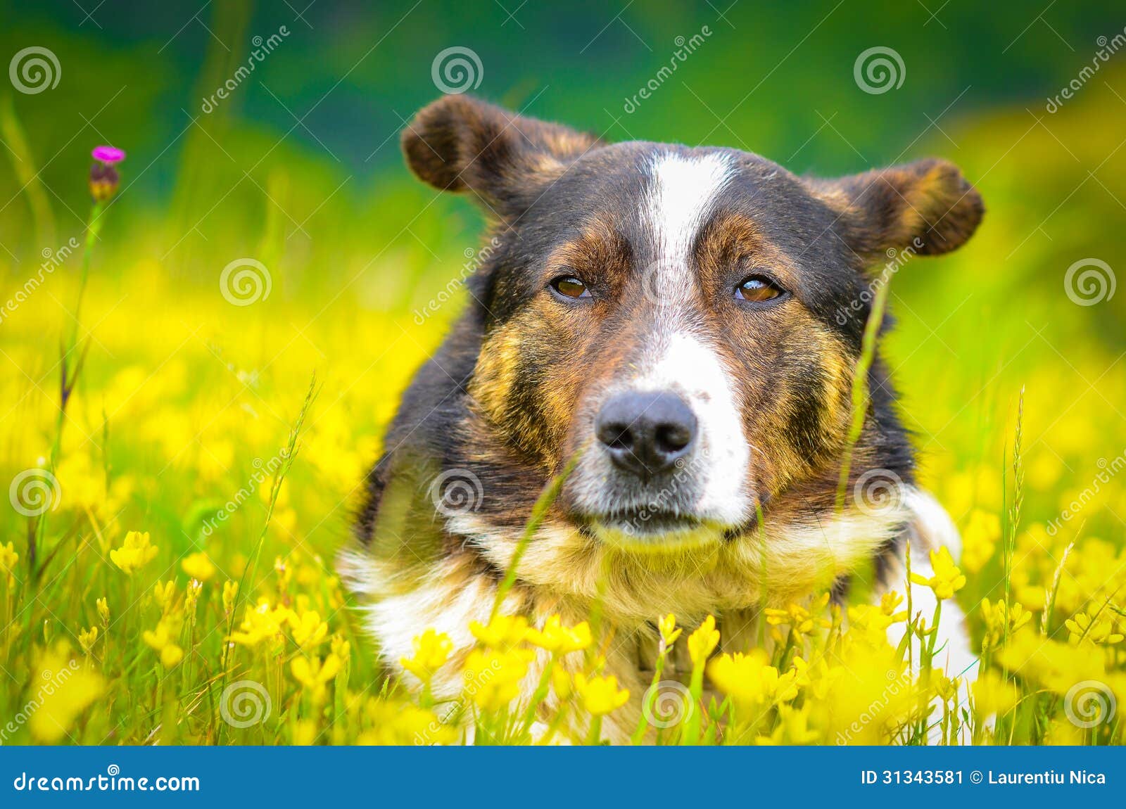 Relaxed dog stock image. Image of canine, laziness, europe - 31343581