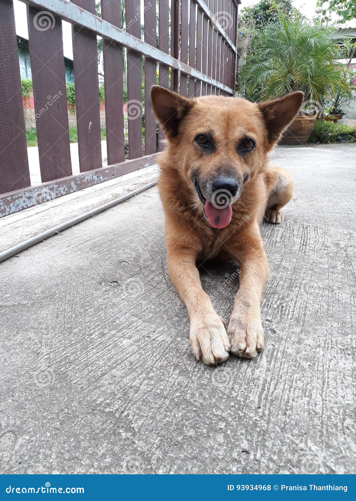 Relaxed dog stock photo. Image of tired, relaxed, animal - 93934968