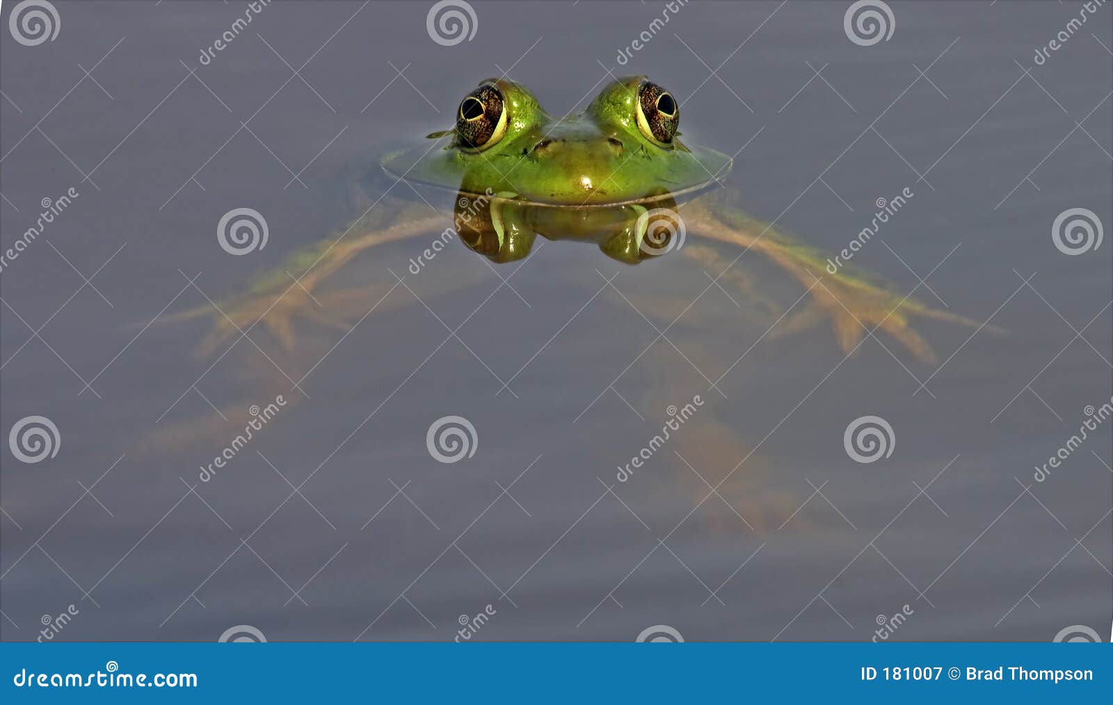 Relaxed Floating Bull Frog stock image. Image of relax - 181007