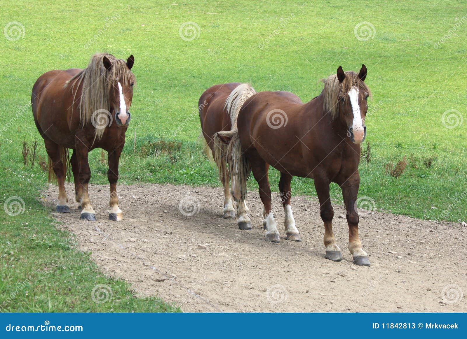 Relaxed horses stock image. Image of horsy, fetlock, equinus - 11842813