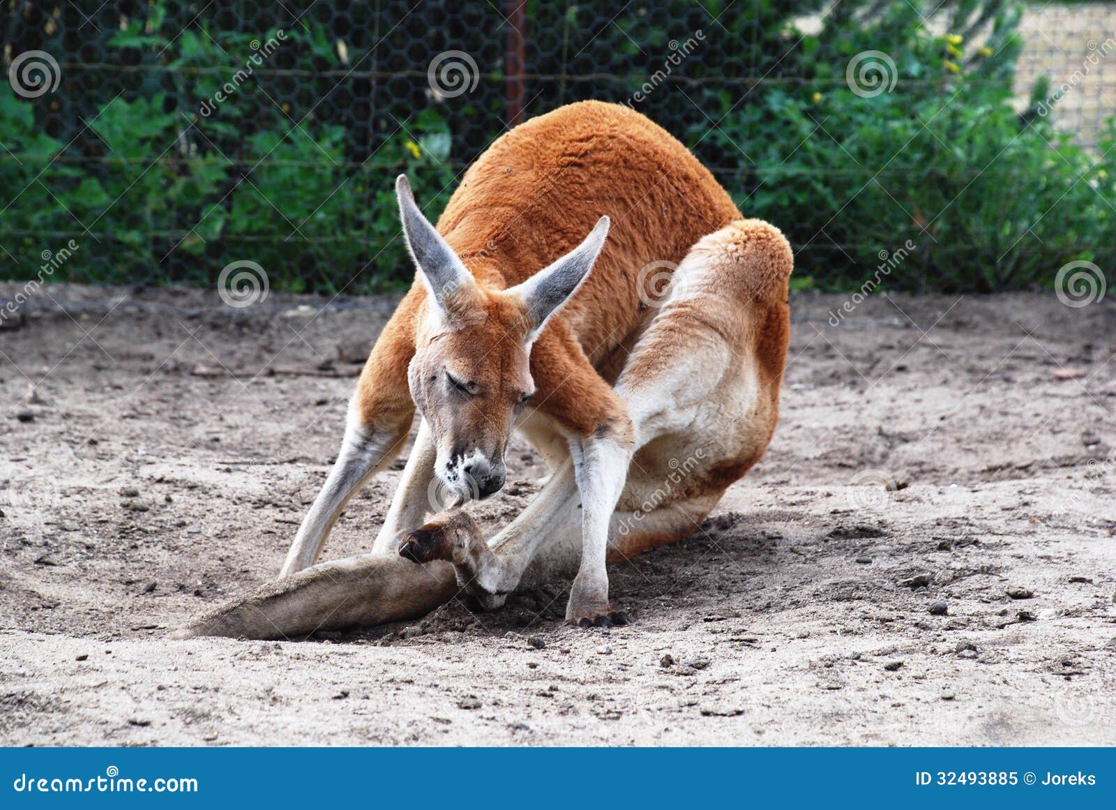 Relaxed Kangaroo stock image. Image of locations, clean - 32493885