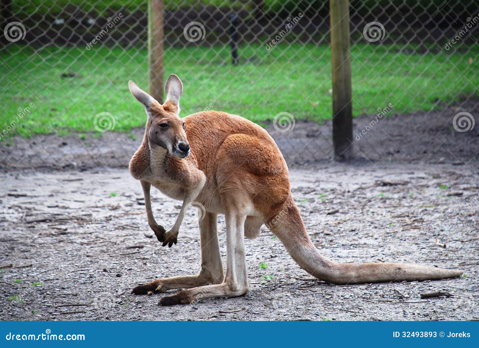 Relaxed Kangaroo stock image. Image of sunlight, relaxation - 32493893