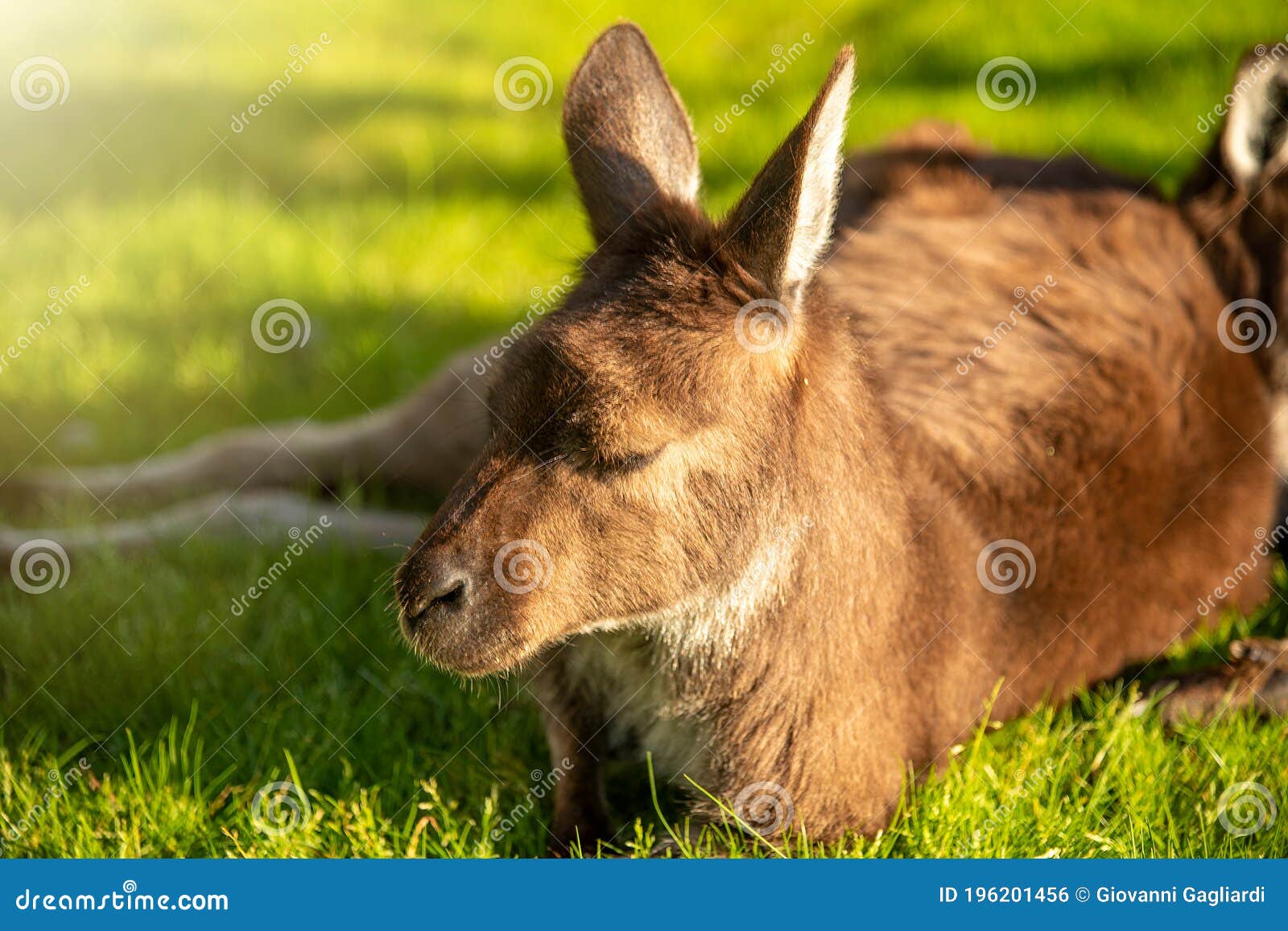 Relaxed Kangaroo Lying on the Grass Stock Photo - Image of beauty ...