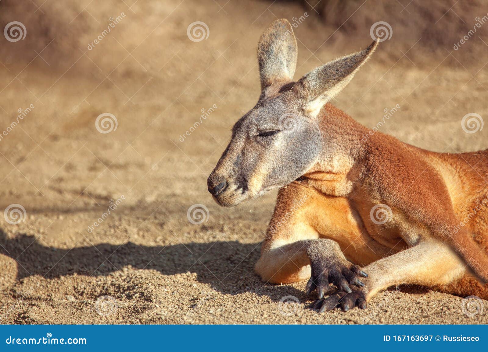 Relaxed kangaroo stock image. Image of head, lying, australia - 167163697