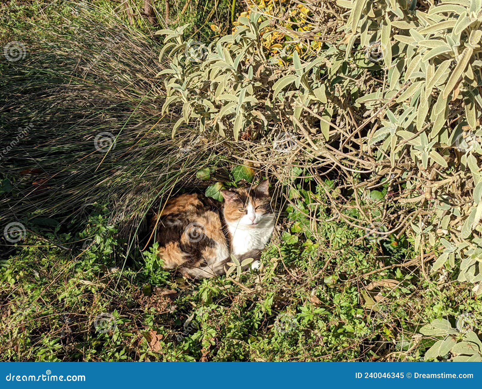 Relaxed Kitten Sun Chilling Nature Stock Photos - Free & Royalty-Free ...