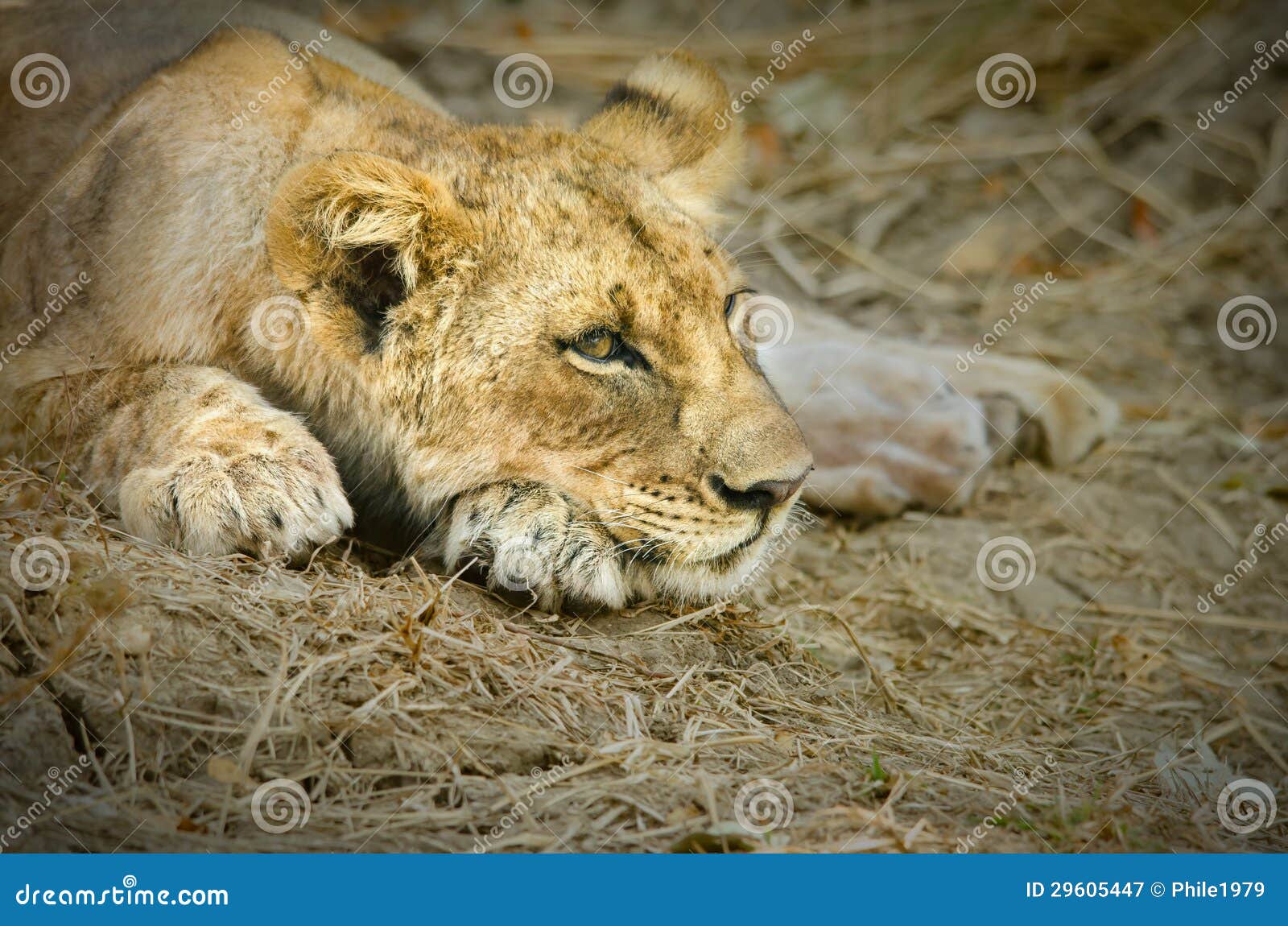 Relaxed Lion Cub stock image. Image of savannah, kenya - 29605447