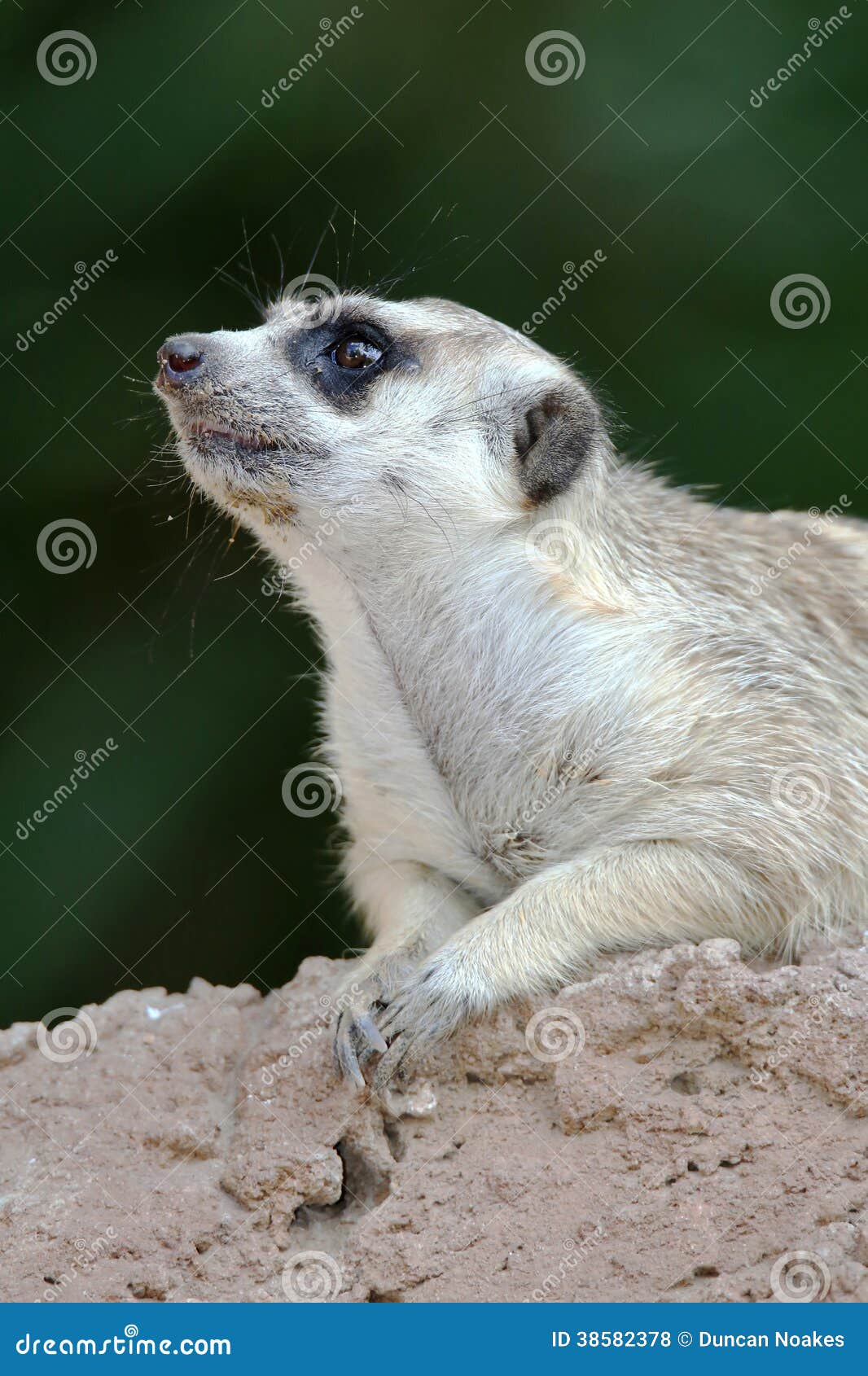 Relaxed Meekat stock photo. Image of hair, guard, animal - 38582378