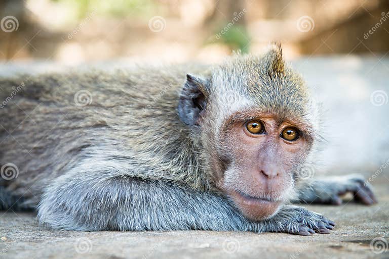Relaxed monkey stock image. Image of mammal, bali, hair - 28303001
