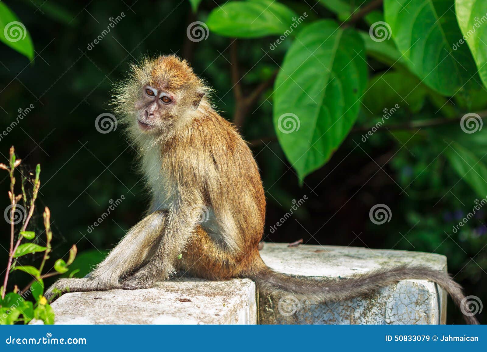 Relaxed monkey stock image. Image of baby, macaca, monkeys - 50833079