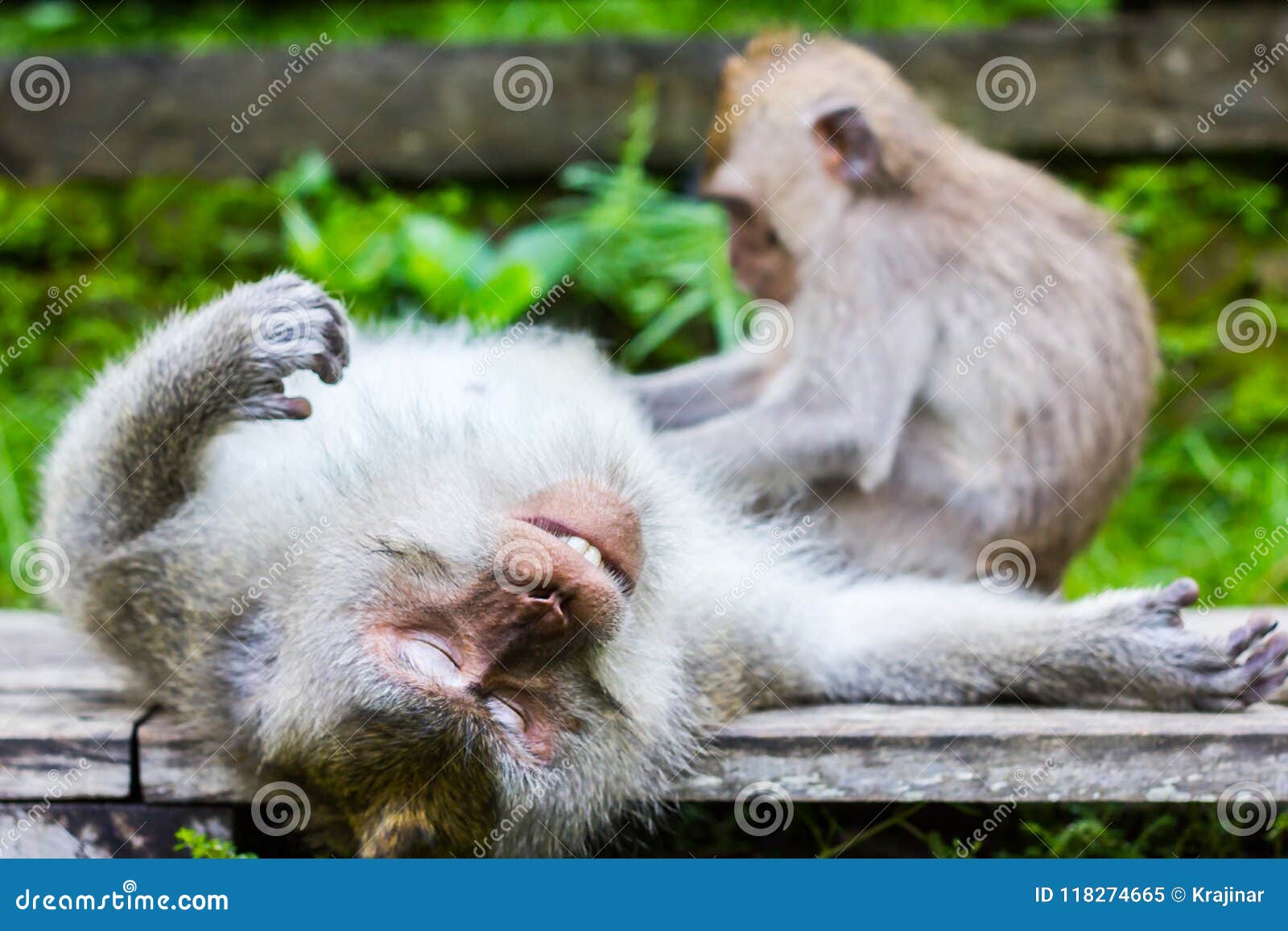 Relaxed Monkey is Sleeping and Get Massage by Another Monkey, Ubud ...