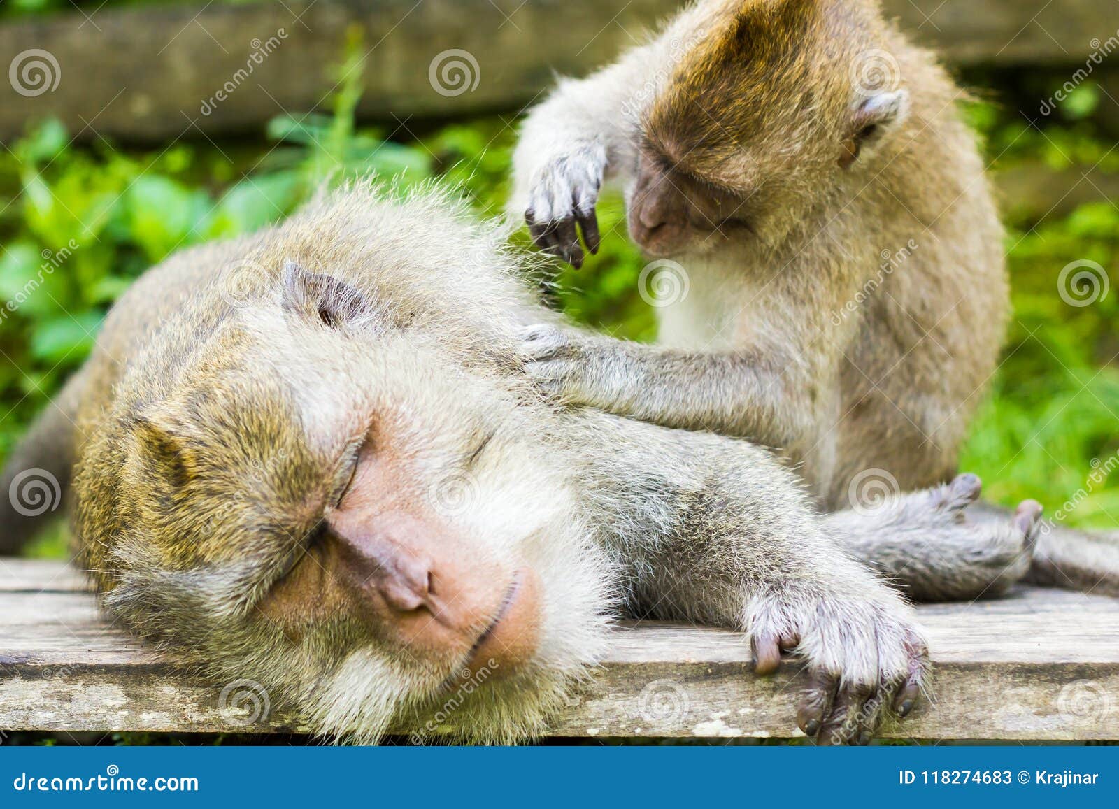 Relaxed Monkey is Sleeping and Get Massage by Another Monkey, Ubud ...