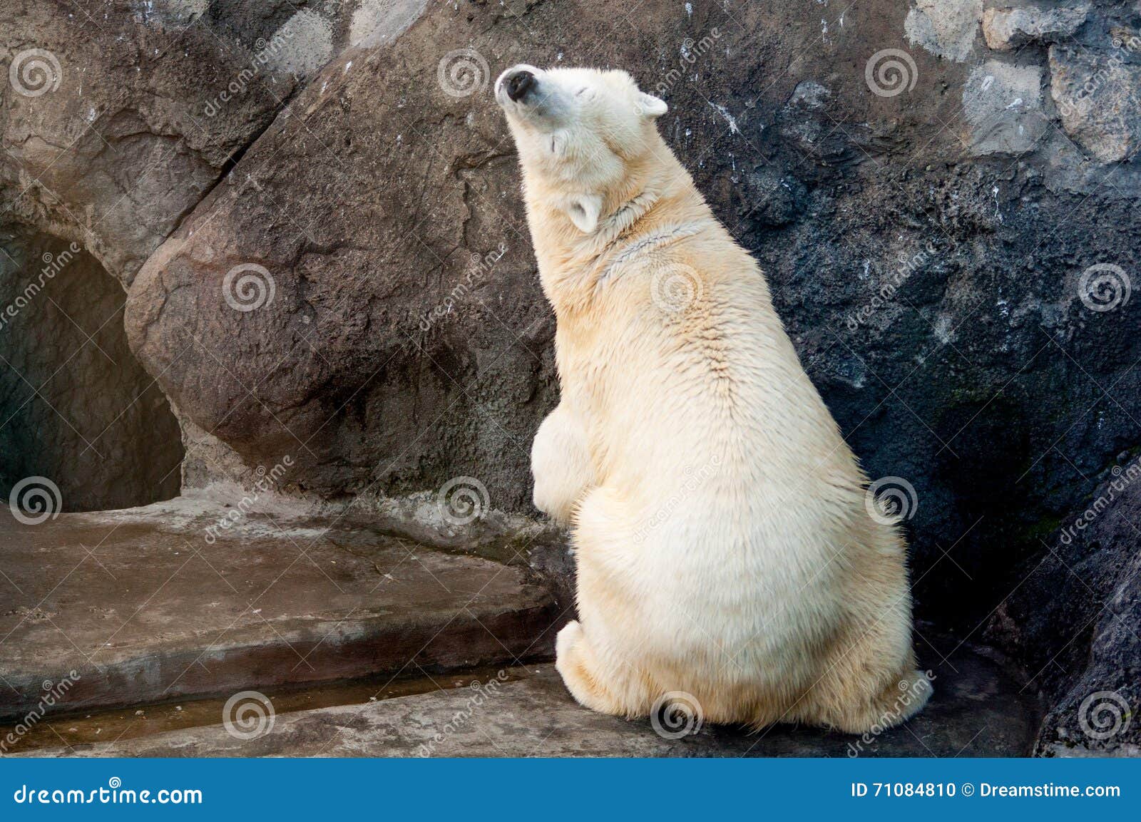 Relaxed polar bear stock photo. Image of face, mammal - 71084810