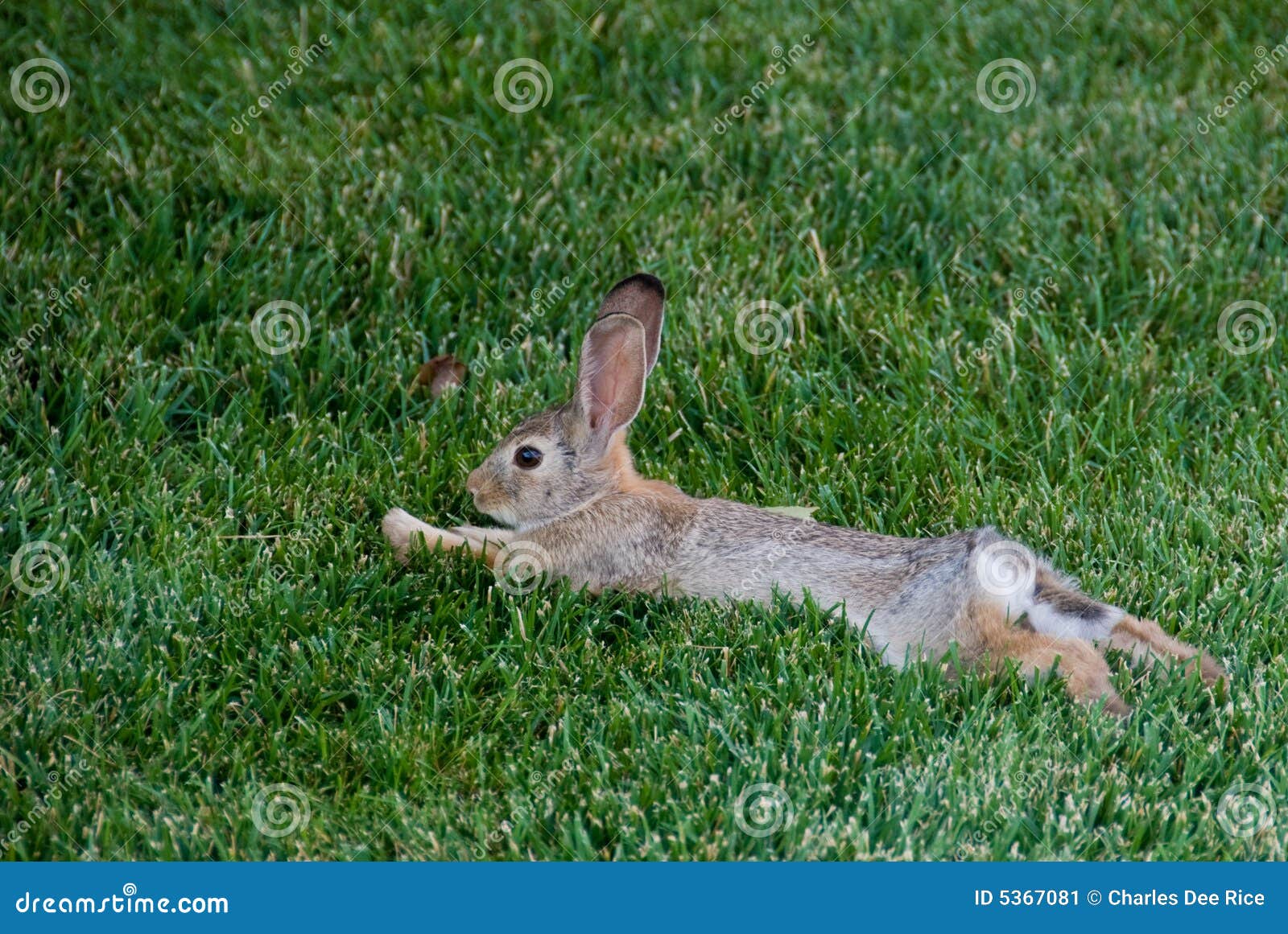Relaxed Rabbit stock image. Image of texture, comical - 5367081
