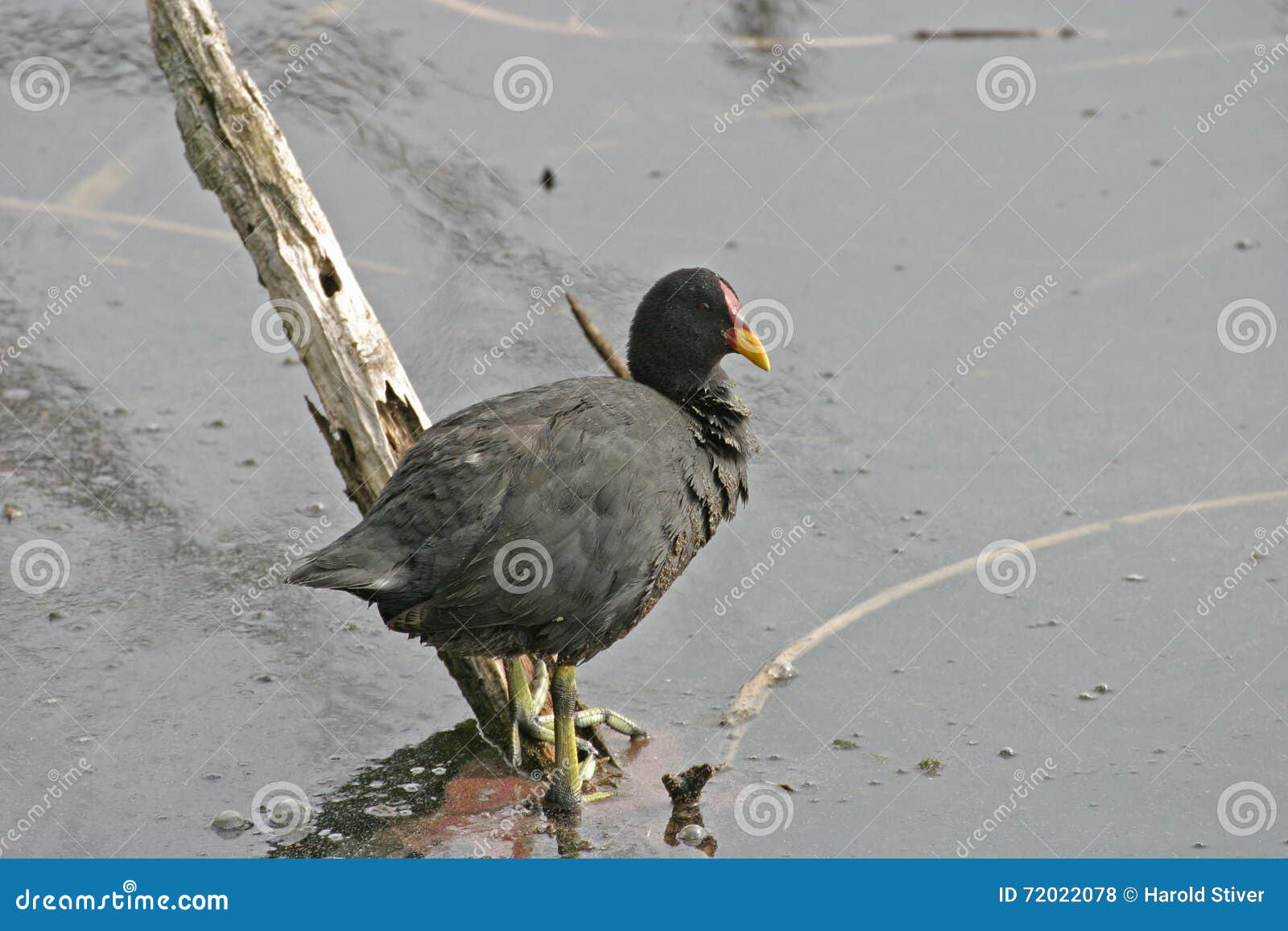 Red Fronted Coot Stock Photos - Free & Royalty-Free Stock Photos from ...