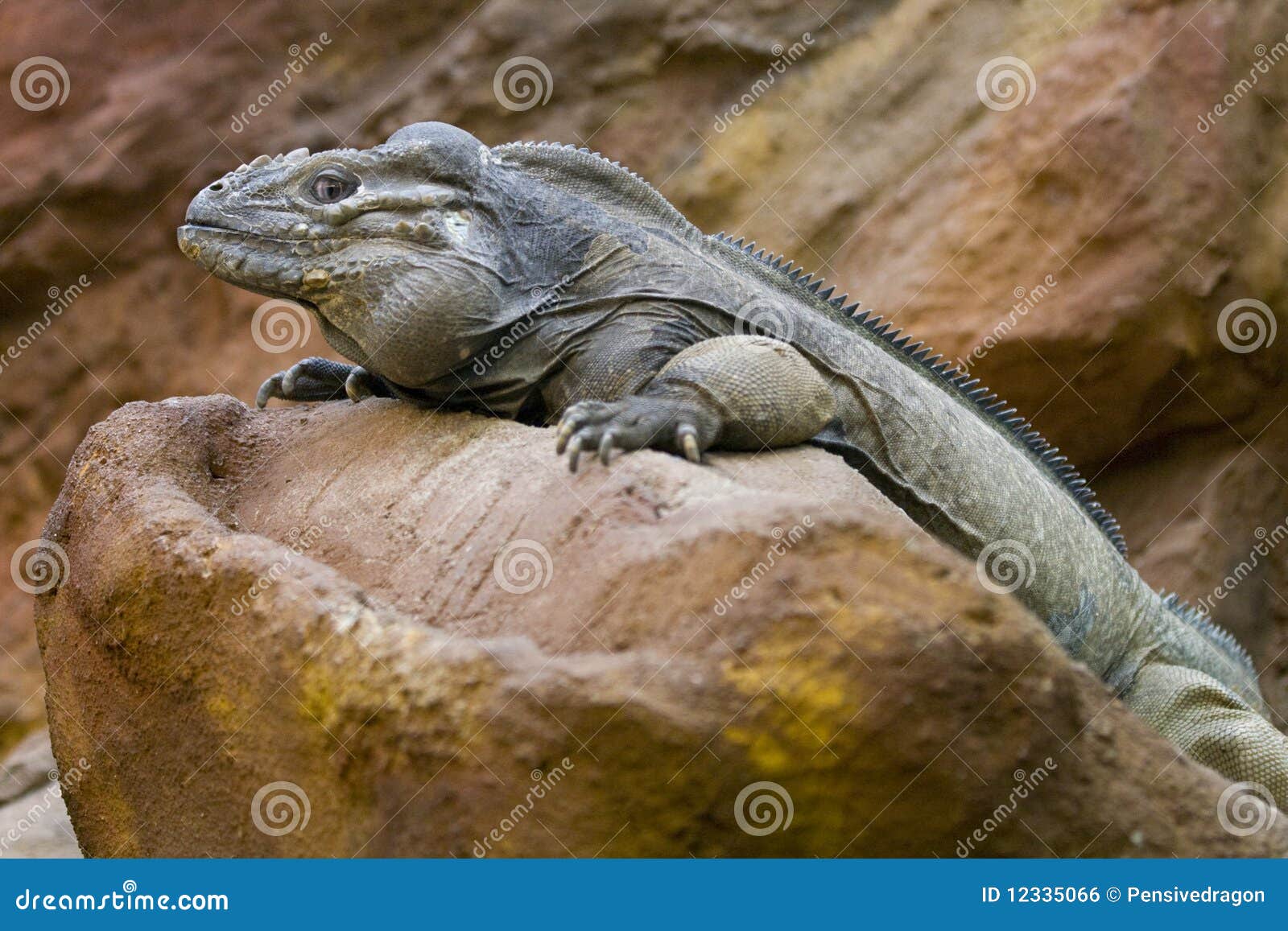 Relaxed Reptile stock photo. Image of rock, arid, lizard - 12335066