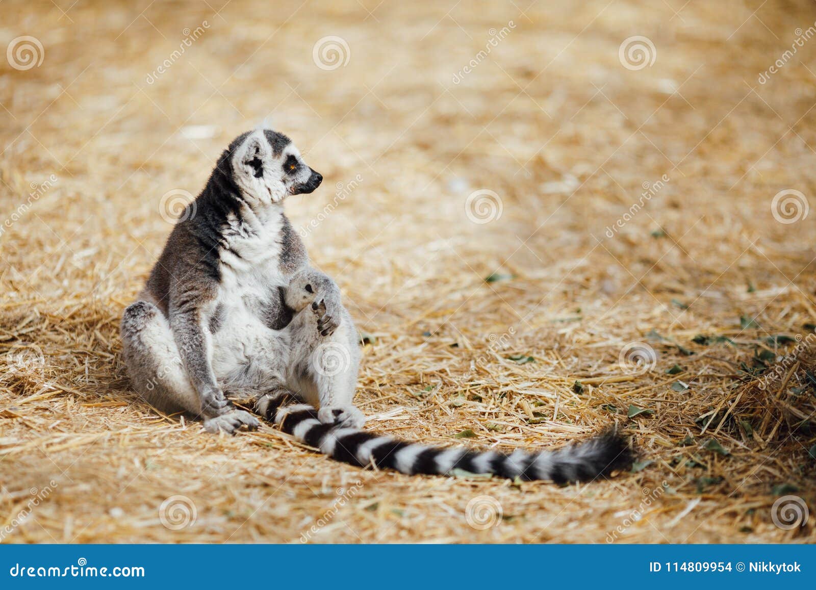 Relaxed ring-tailed lemur stock photo. Image of paws - 114809954