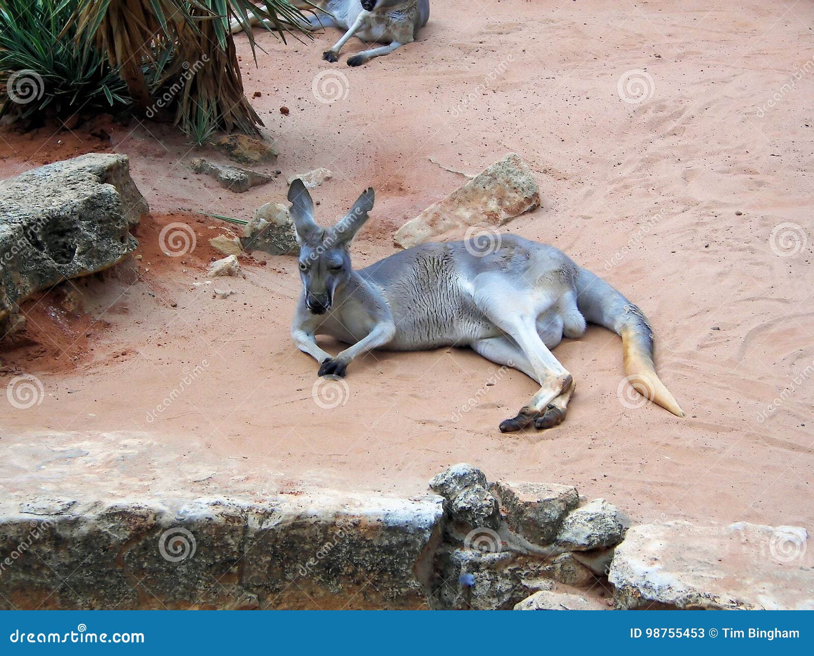 Relaxed Roo Just Laying Around Tired Stock Image - Image of rock ...