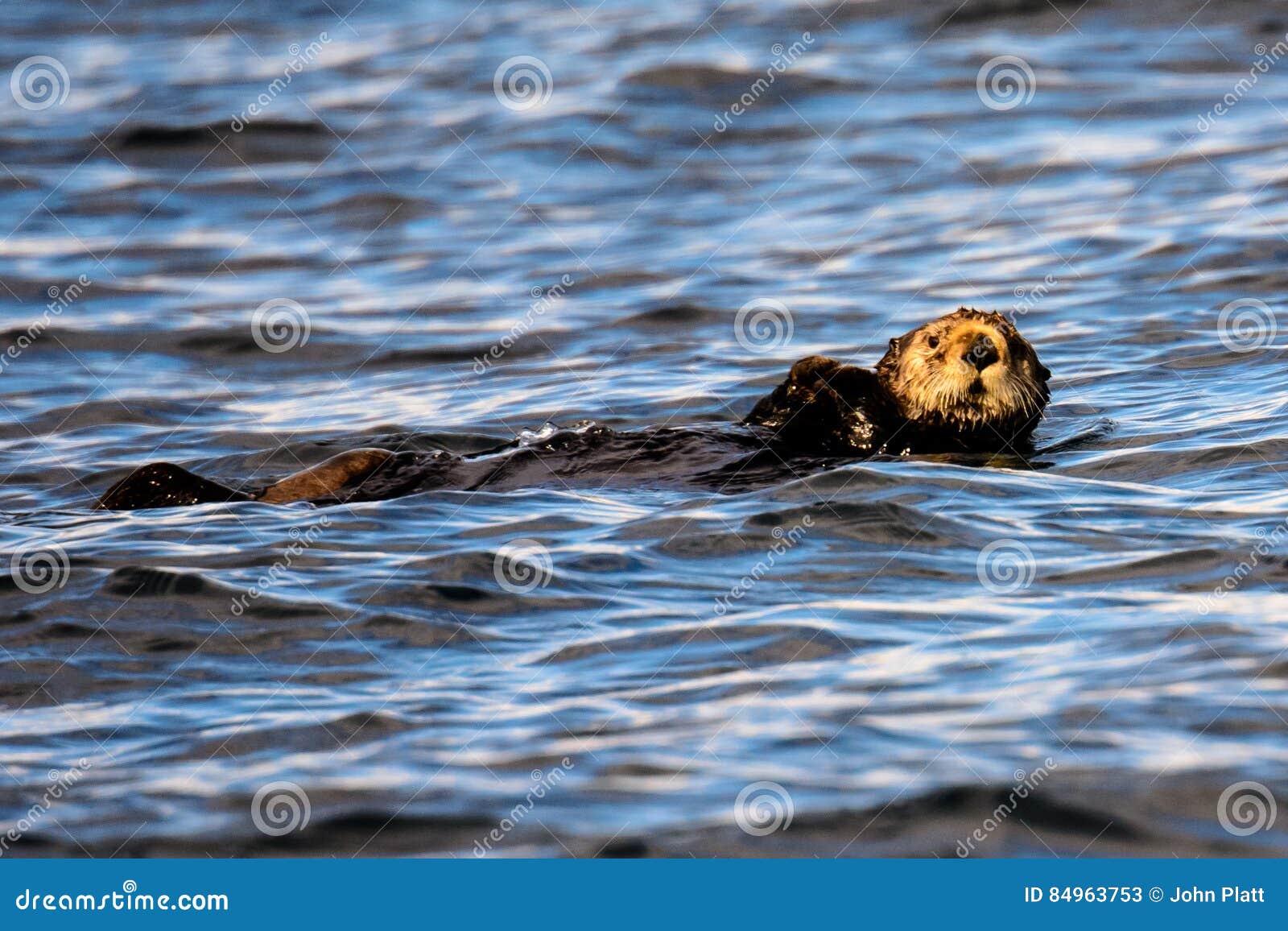 Relaxed sea Otter stock image. Image of wildlife, natural - 84963753