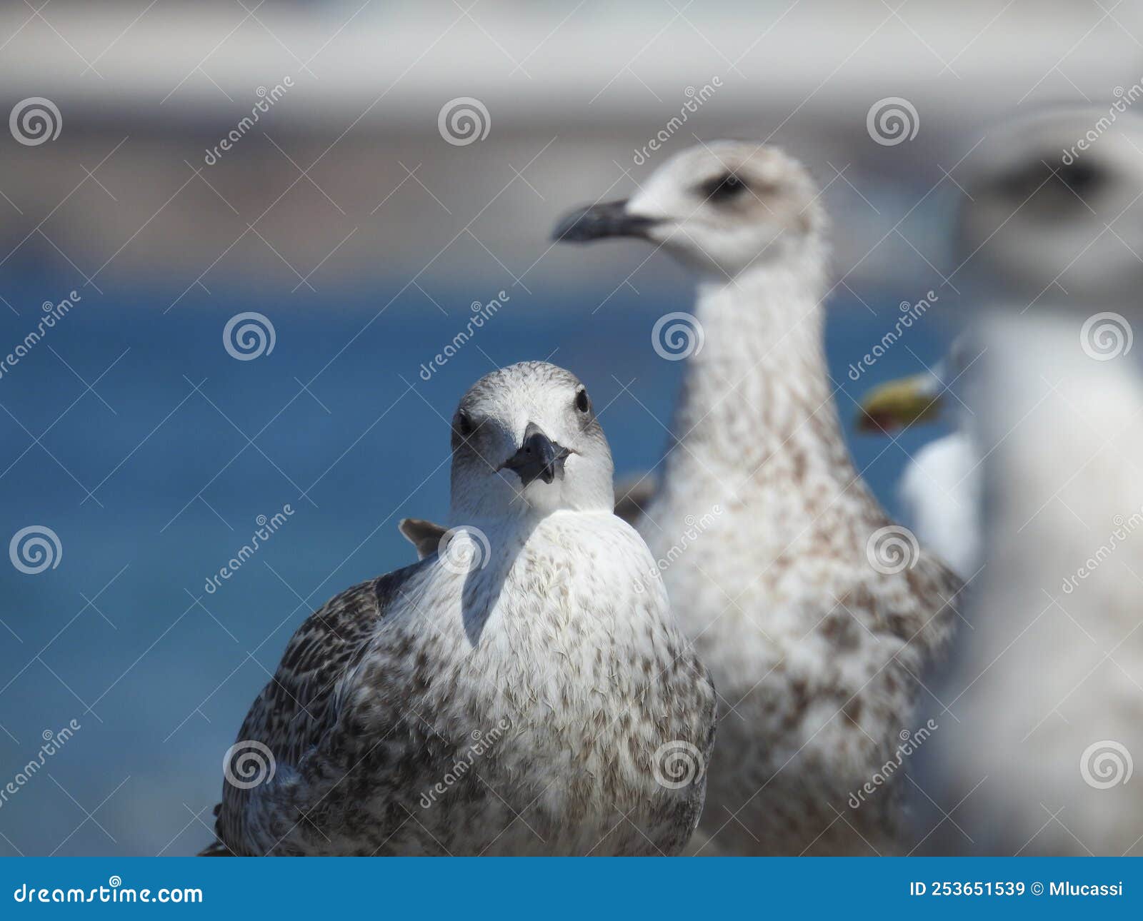 Relaxed Seagull Staring at the Camera Stock Image - Image of seagull ...
