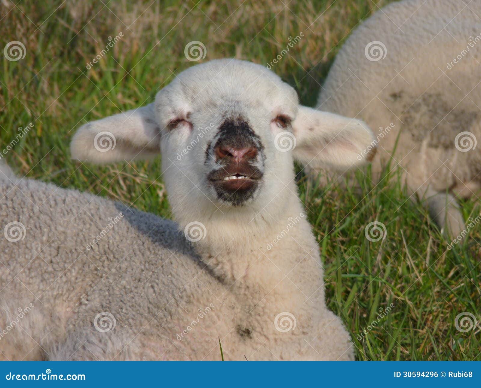 Relaxed siesta stock photo. Image of livestock, rest - 30594296