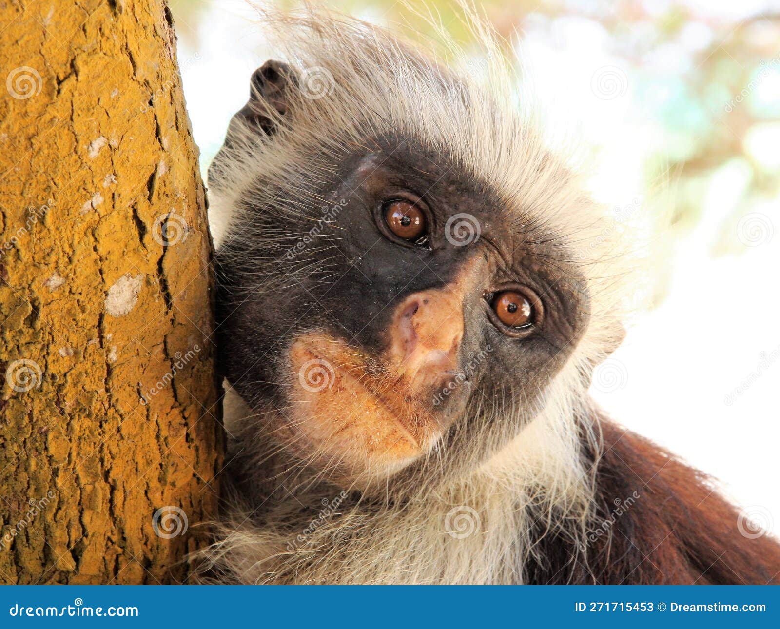 Relaxed staring monkey stock image. Image of zanzibar - 271715453