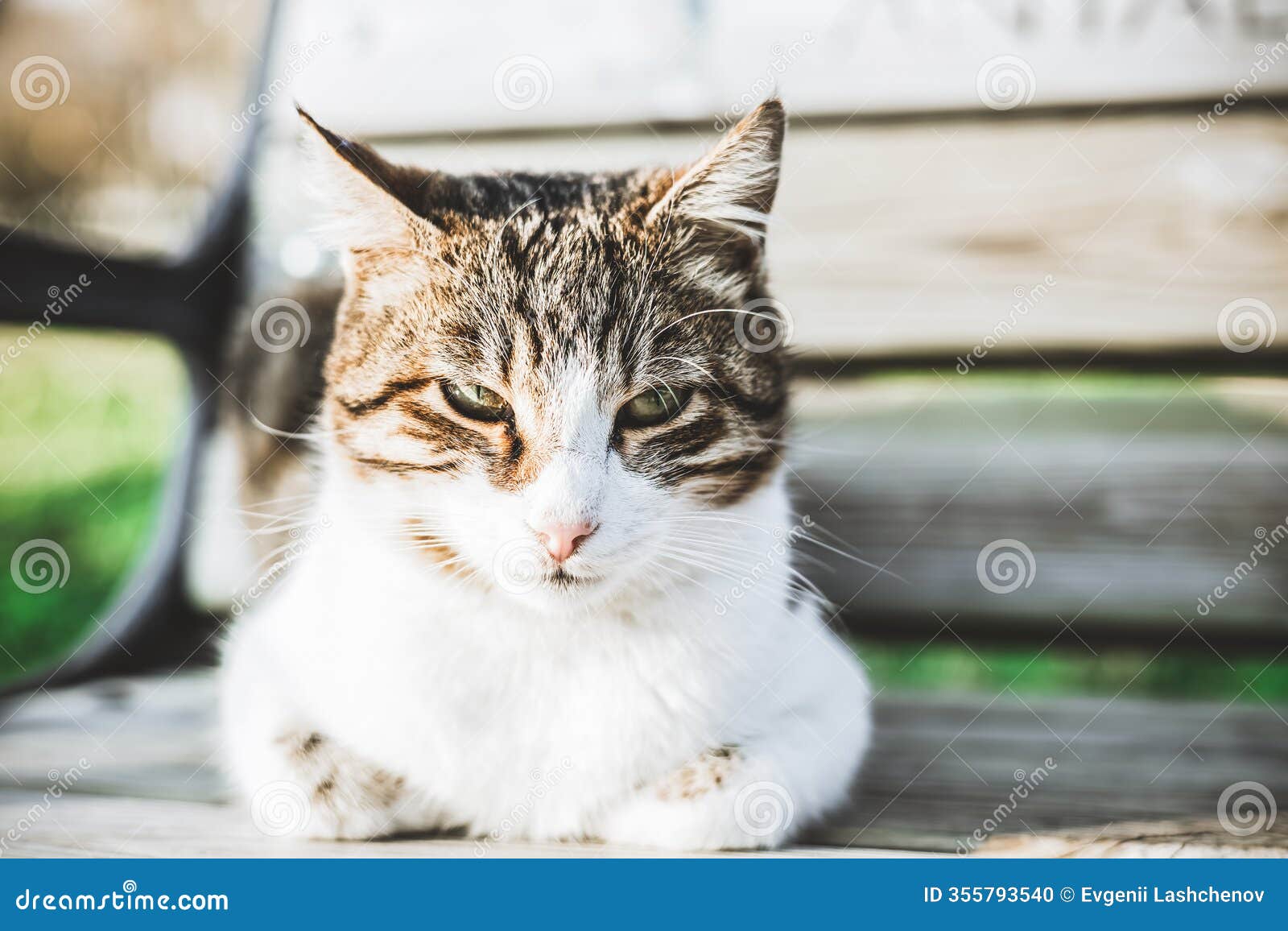 Relaxed Tabby Cat Floating On Inflatable Ring In Swimming Pool Royalty ...