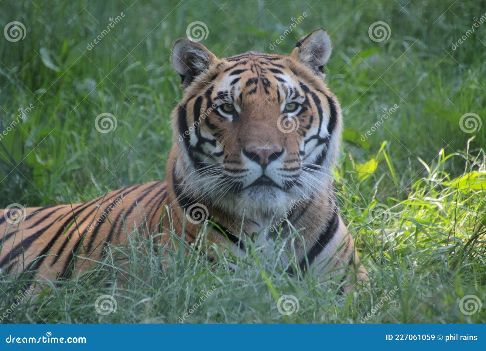 Relaxed Tiger at Wingham Zoo Kent Stock Image - Image of giraffe ...