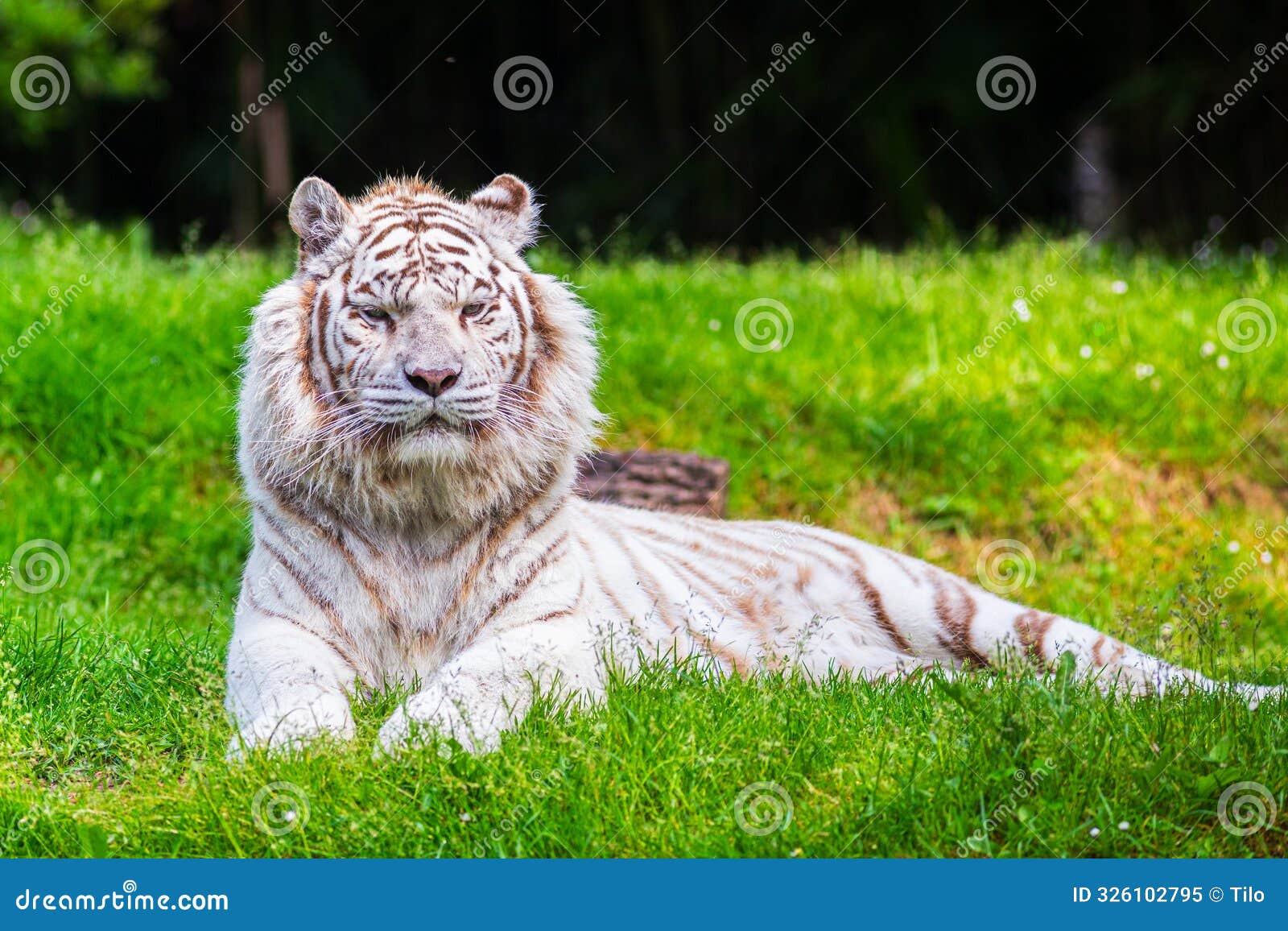 Relaxed White Tiger Lying in the Grass Stock Image - Image of cute ...