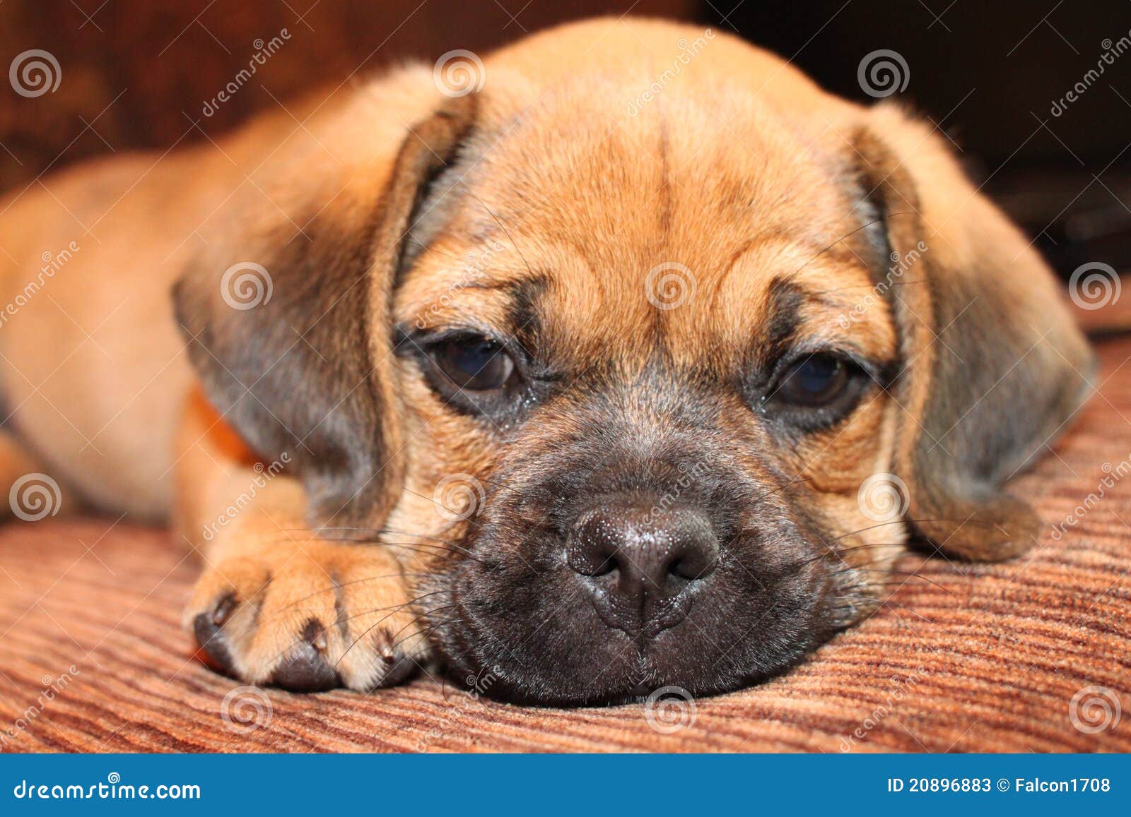 Relaxing stock image. Image of puppy, rest, puggle, tired - 20896883