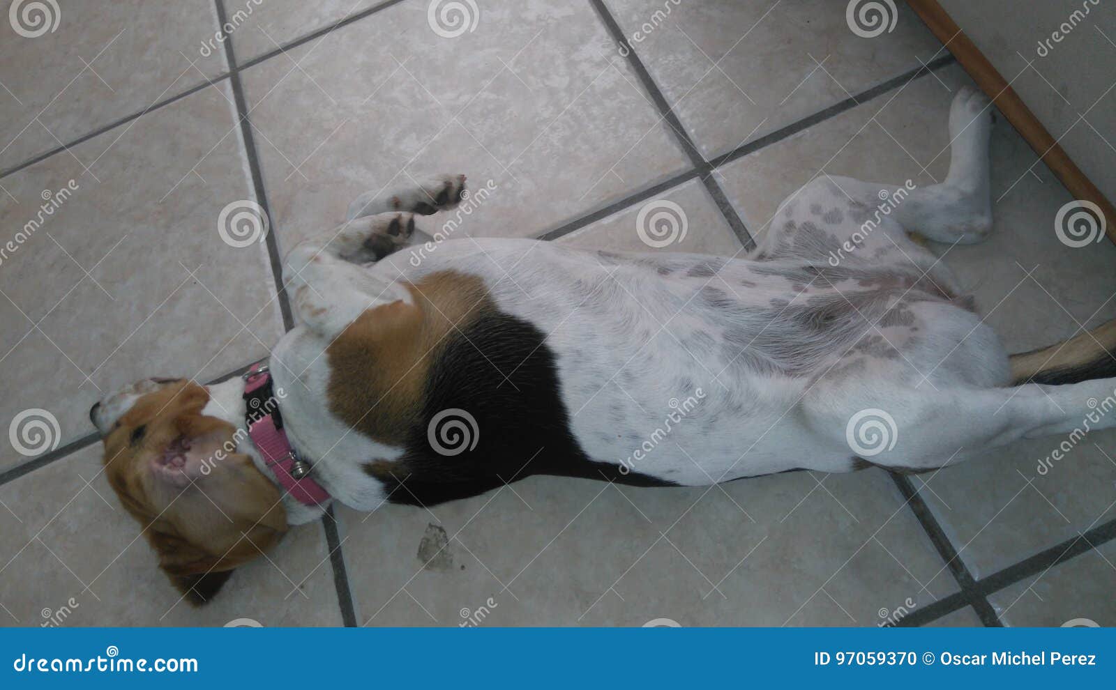 Relaxing stock photo. Image of relaxing, beagle, laying - 97059370