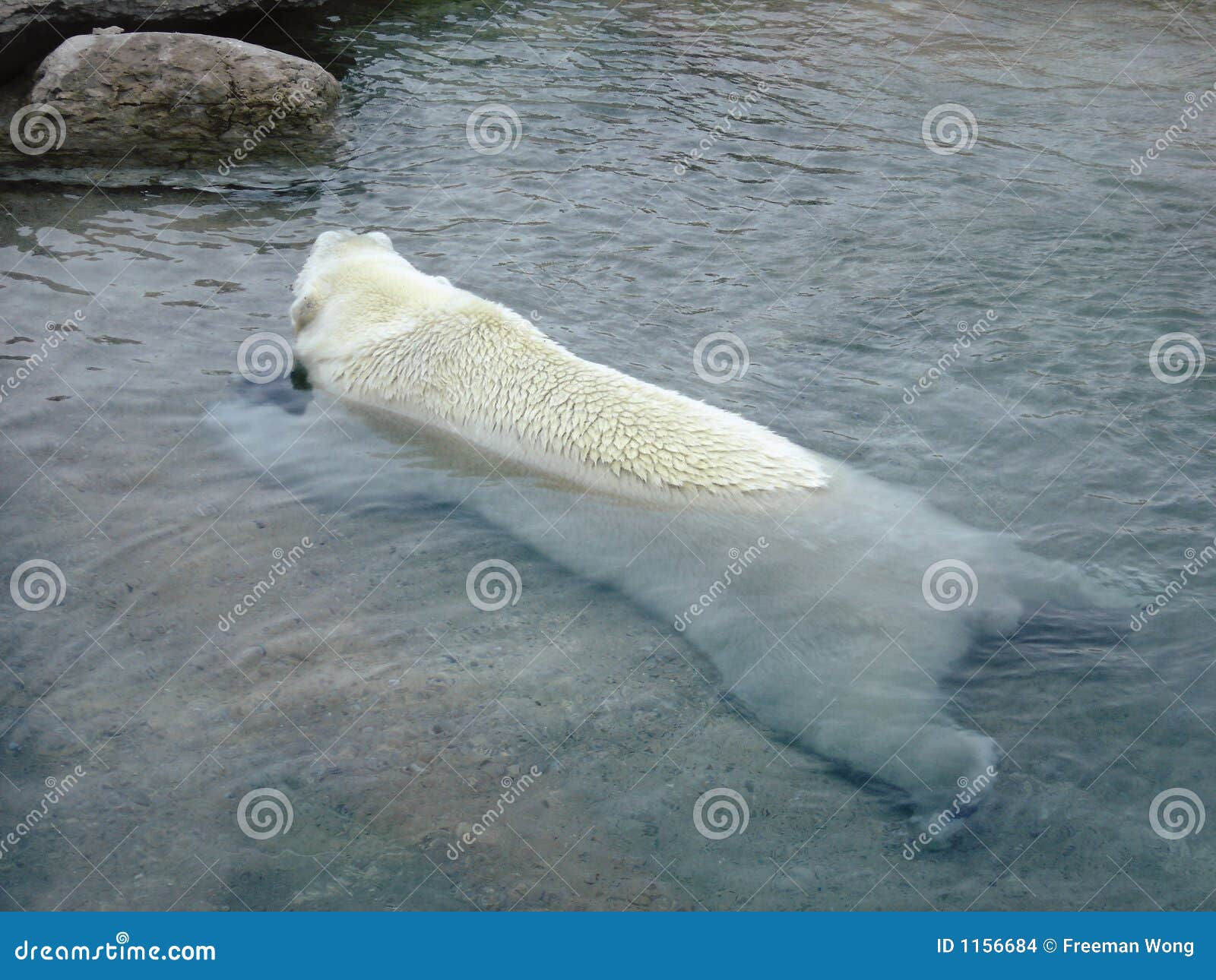 Relaxing Bear stock photo. Image of mammal, bear, cool - 1156684
