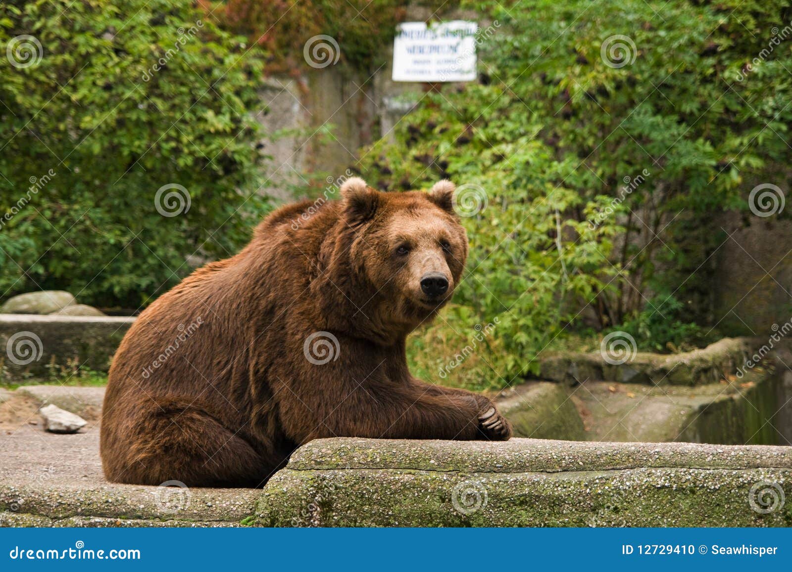 Relaxing bear stock photo. Image of european, nature - 12729410