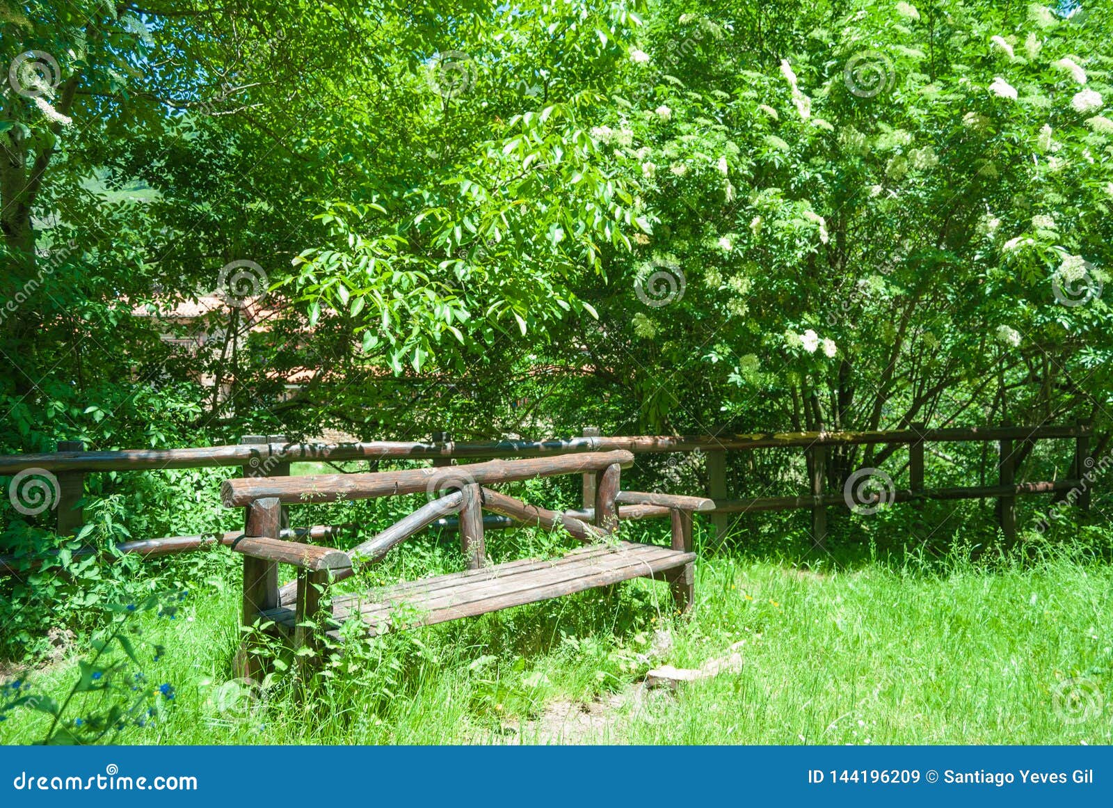 Relaxing Bench into the Green Forest Stock Image - Image of natural ...