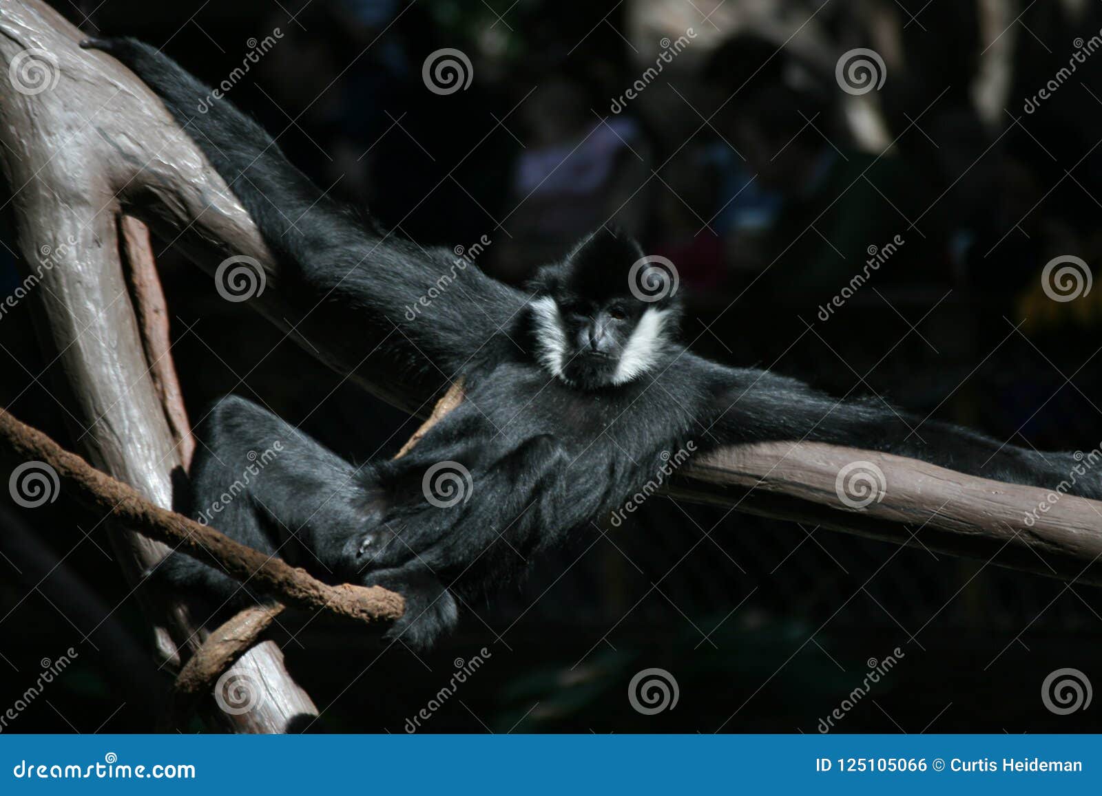 Monkey relaxing stock photo. Image of white, hanging - 125105066