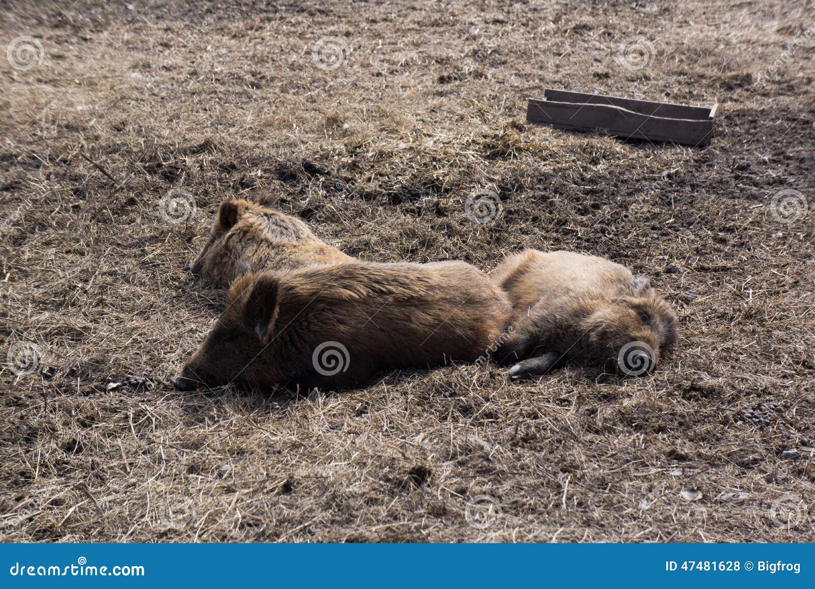 Relaxing boars stock photo. Image of fairy, animal, muzzle - 47481628