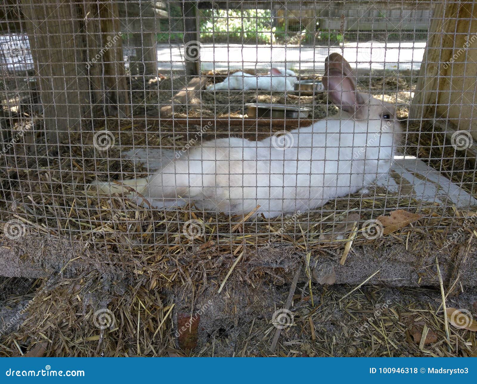 Relaxing bunny rabbit stock photo. Image of rabbit, cage - 100946318