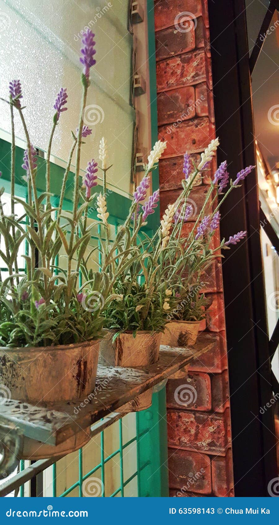 Relaxing at cafe stock image. Image of flower, latte - 63598143