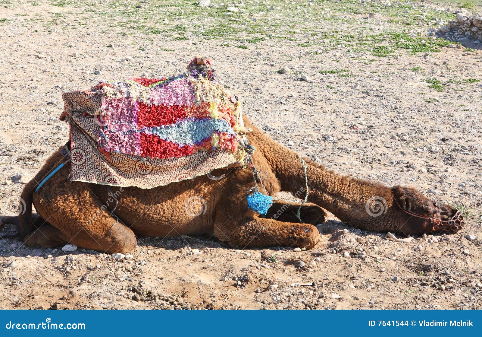 Relaxing camel stock photo. Image of awkward, travel, camel - 7641544