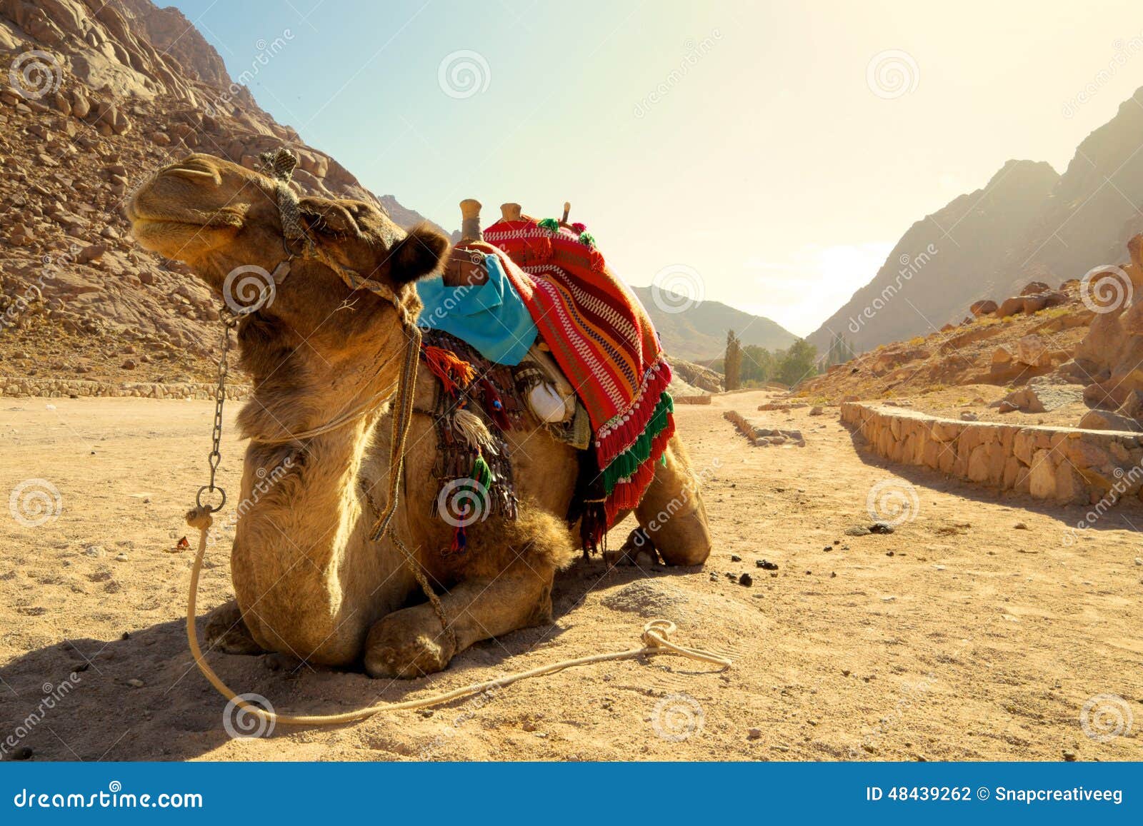 Relaxing Camel stock photo. Image of mountains, morning - 48439262