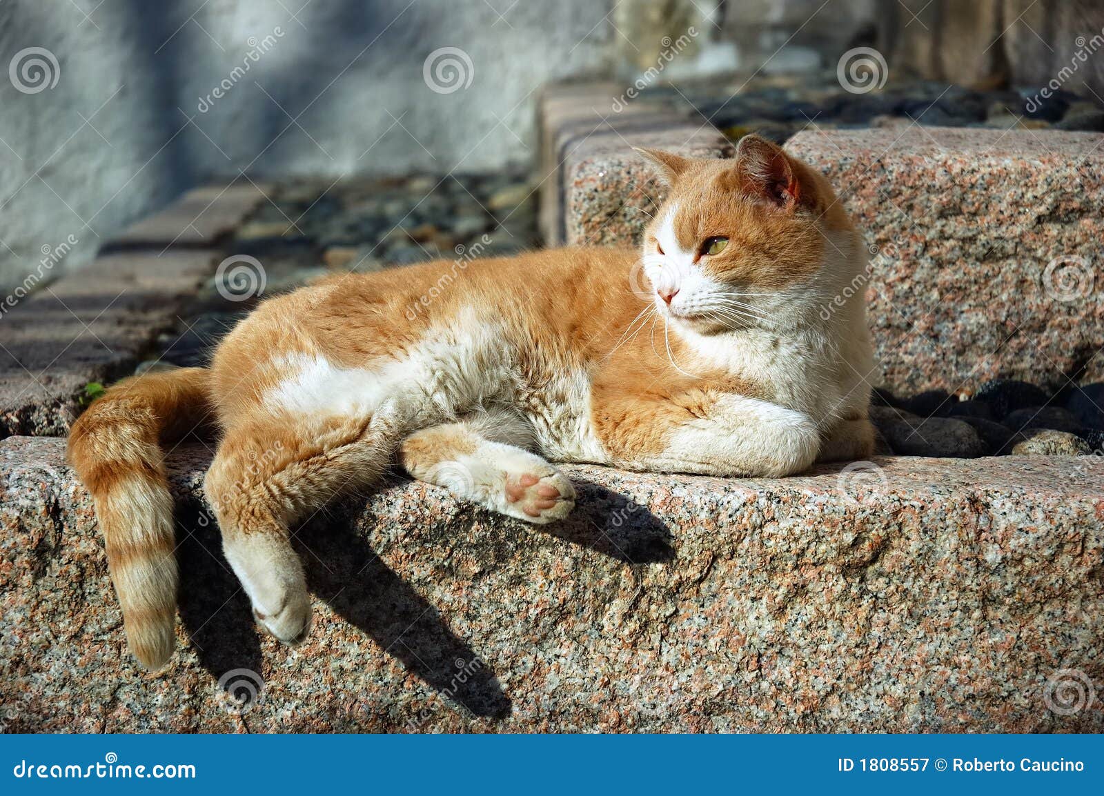 Relaxing cat stock image. Image of tabby, healthy, allergy - 1808557