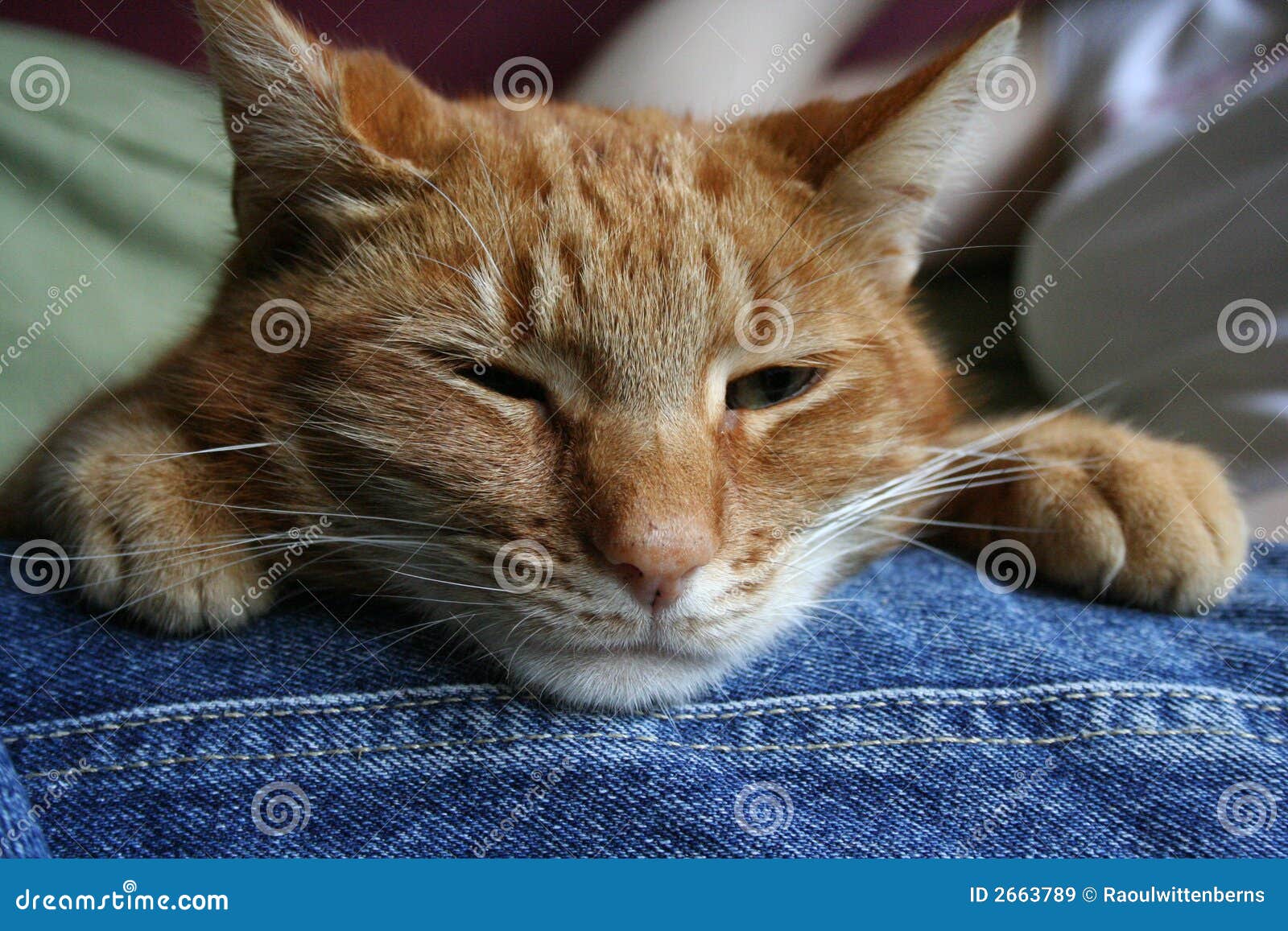 Relaxing Cat Royalty Free Stock Images - Image: 2663789