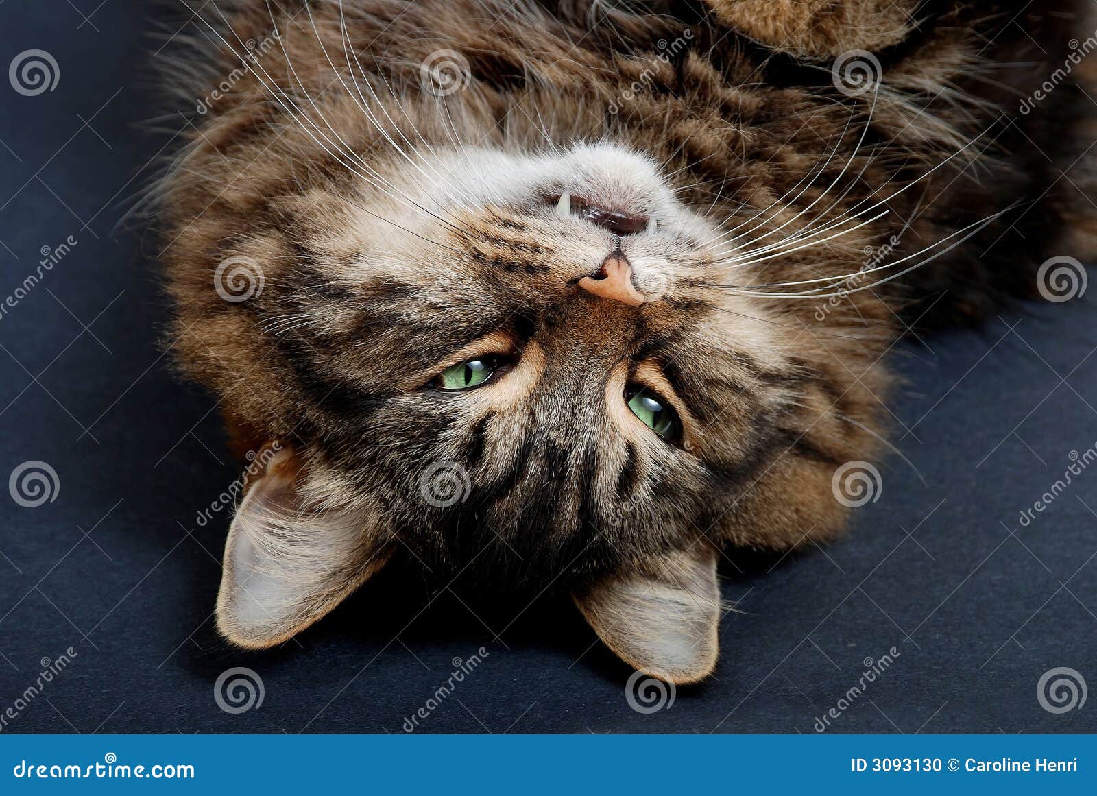 Relaxing cat stock photo. Image of whisker, fury, relax - 3093130