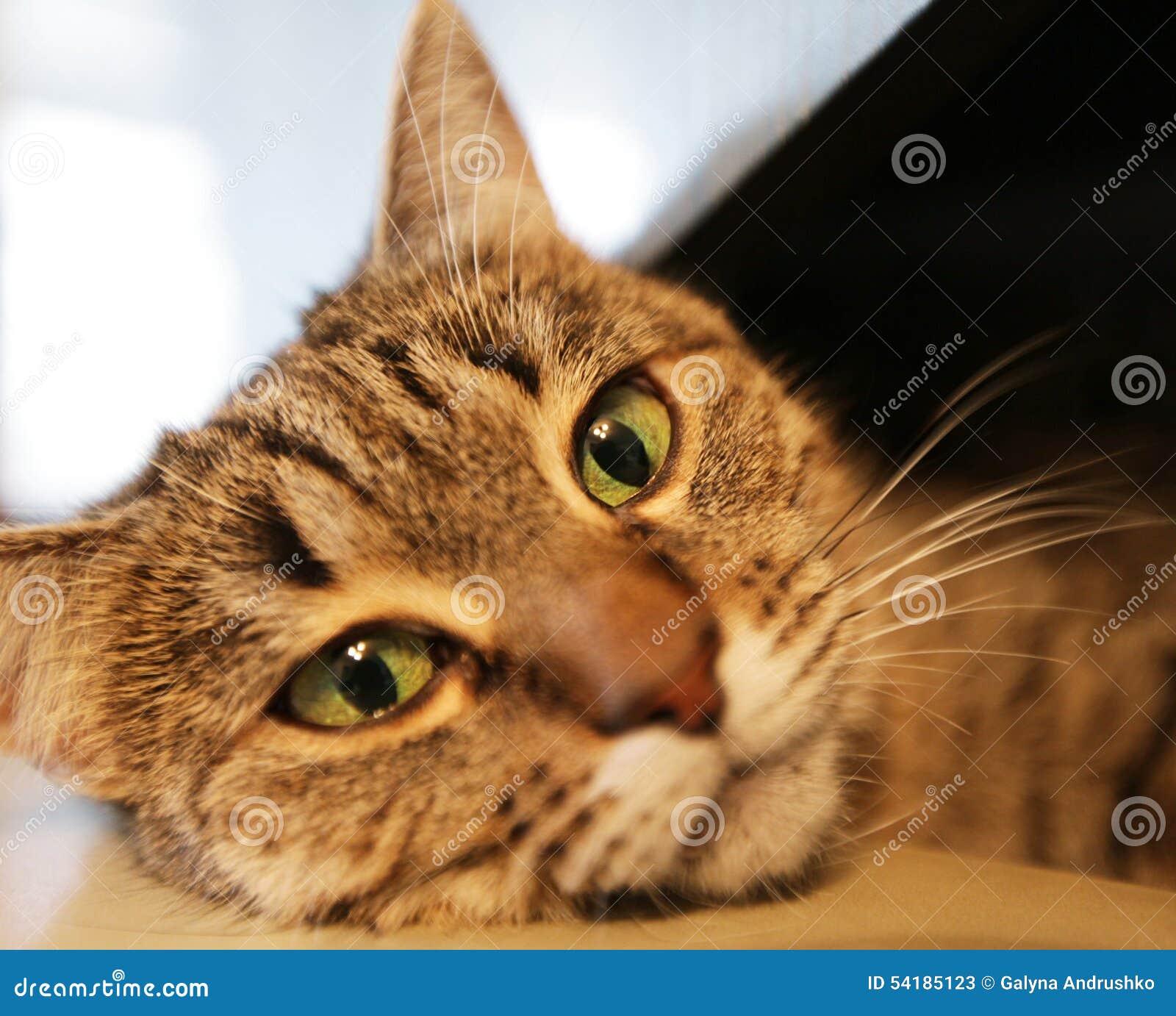 Relaxing cat stock image. Image of kitty, loving, repose - 54185123