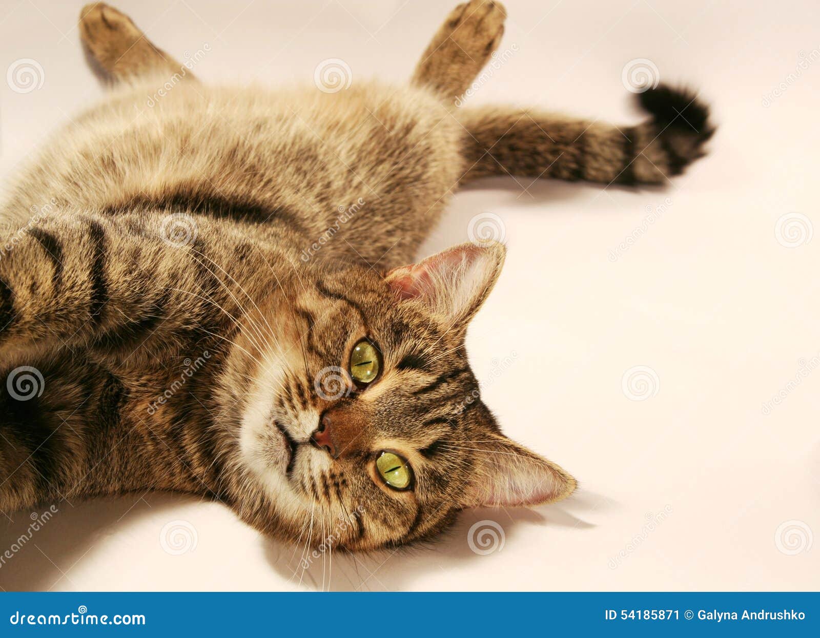 Relaxing cat stock image. Image of animal, cute, portrait - 54185871